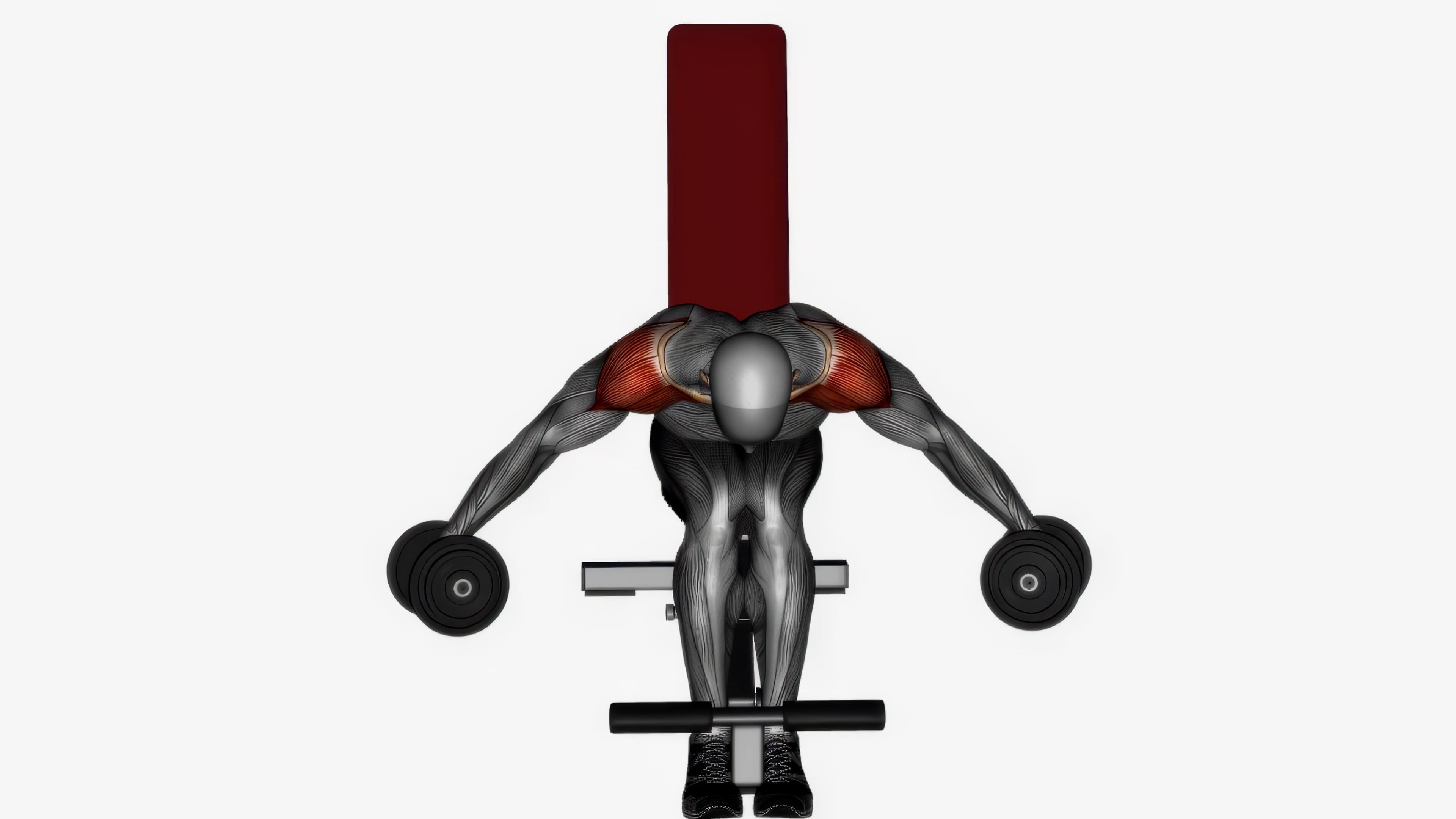 seated dumbbell rear delt fly