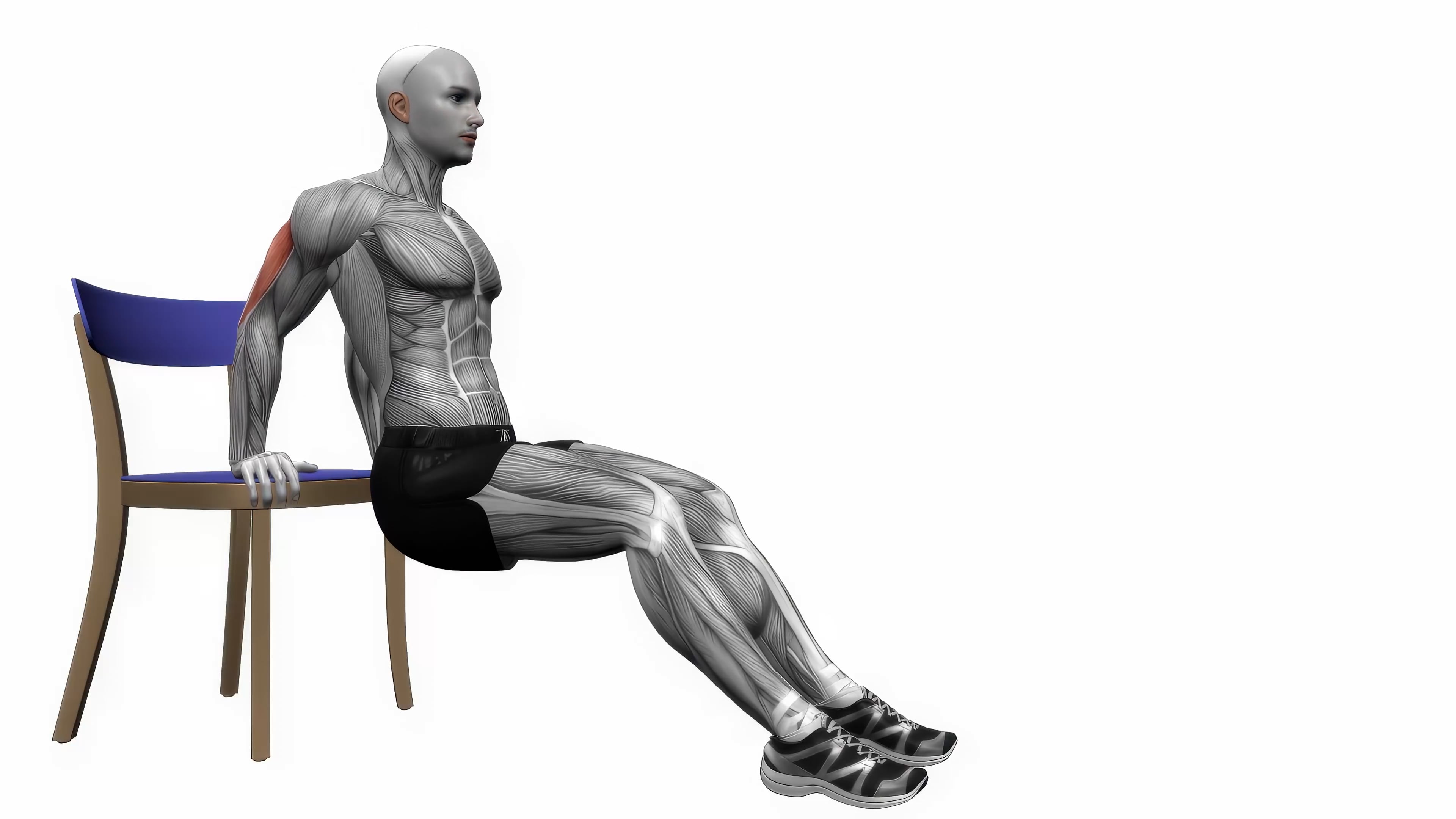 chair triceps dips