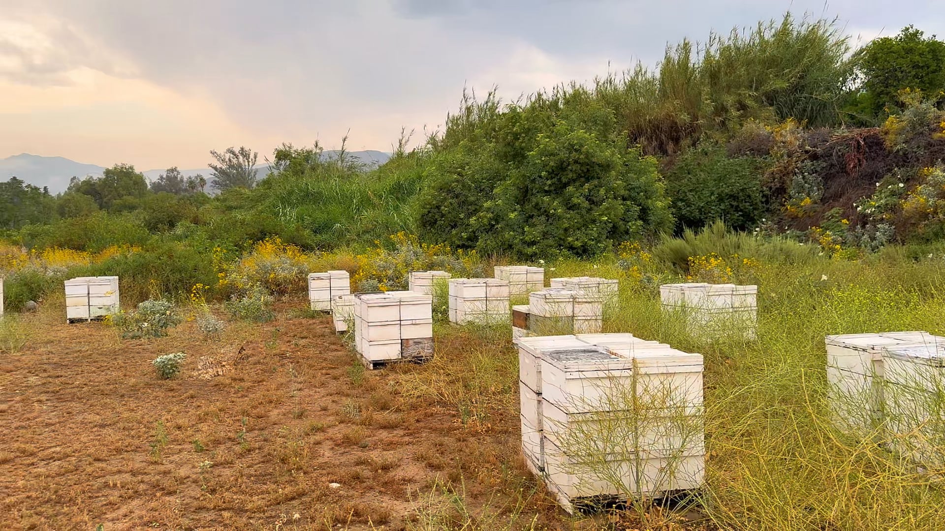 Explore Our Premium Bee Products for Skin Care