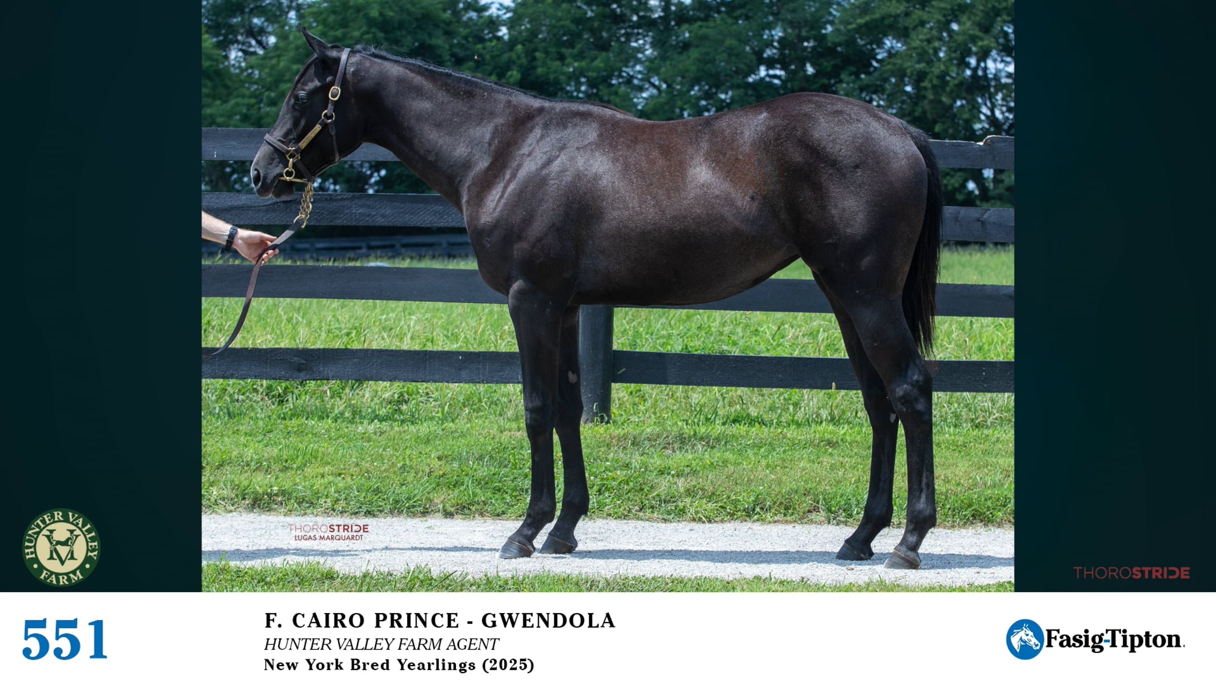 FTNAUG25, Hip 551, f. CAIRO PRINCE - GWENDOLA 24