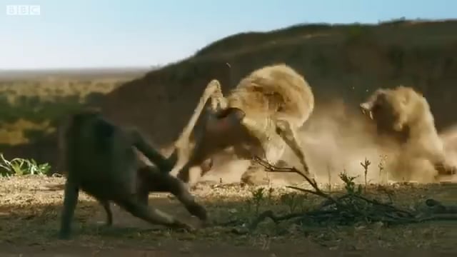 Filme 8 - Ref B - Serengeti Trailer