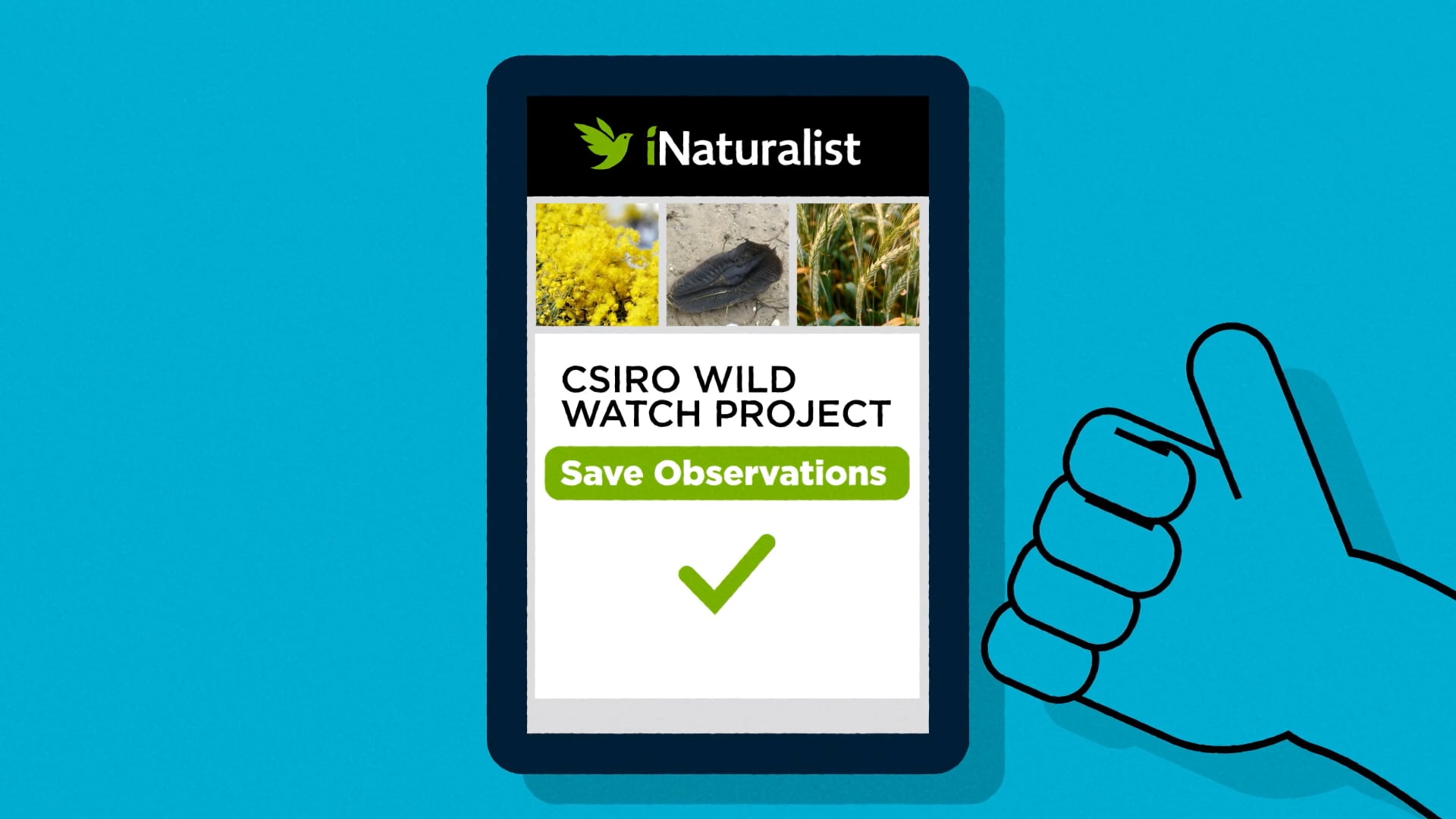 How to participate in CSIRO Wild Watch | Videos & Movies on Vimeo