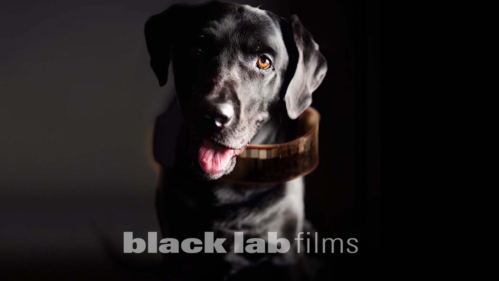 Black Lab Film & Video Content Production