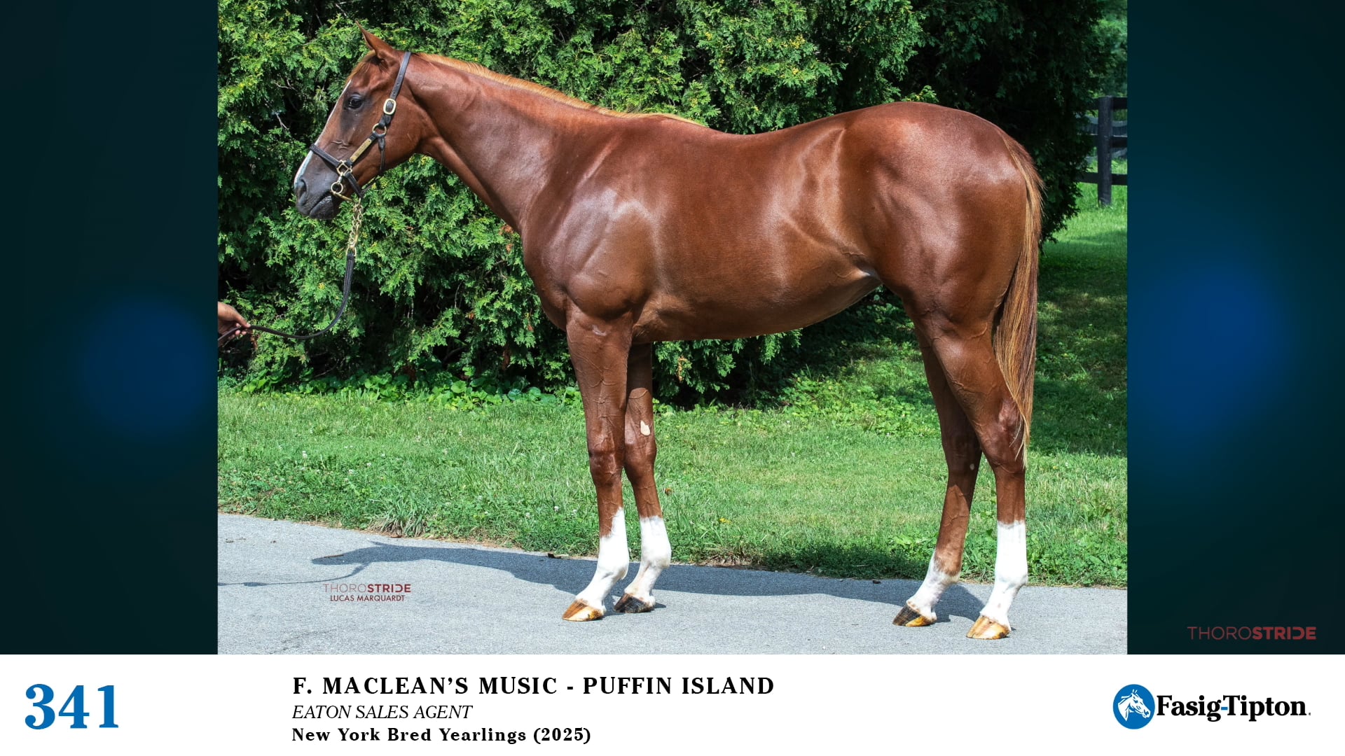 FTNAUG25, Hip 341, f. MACLEAN'S MUSIC - PUFFIN ISLAND 24