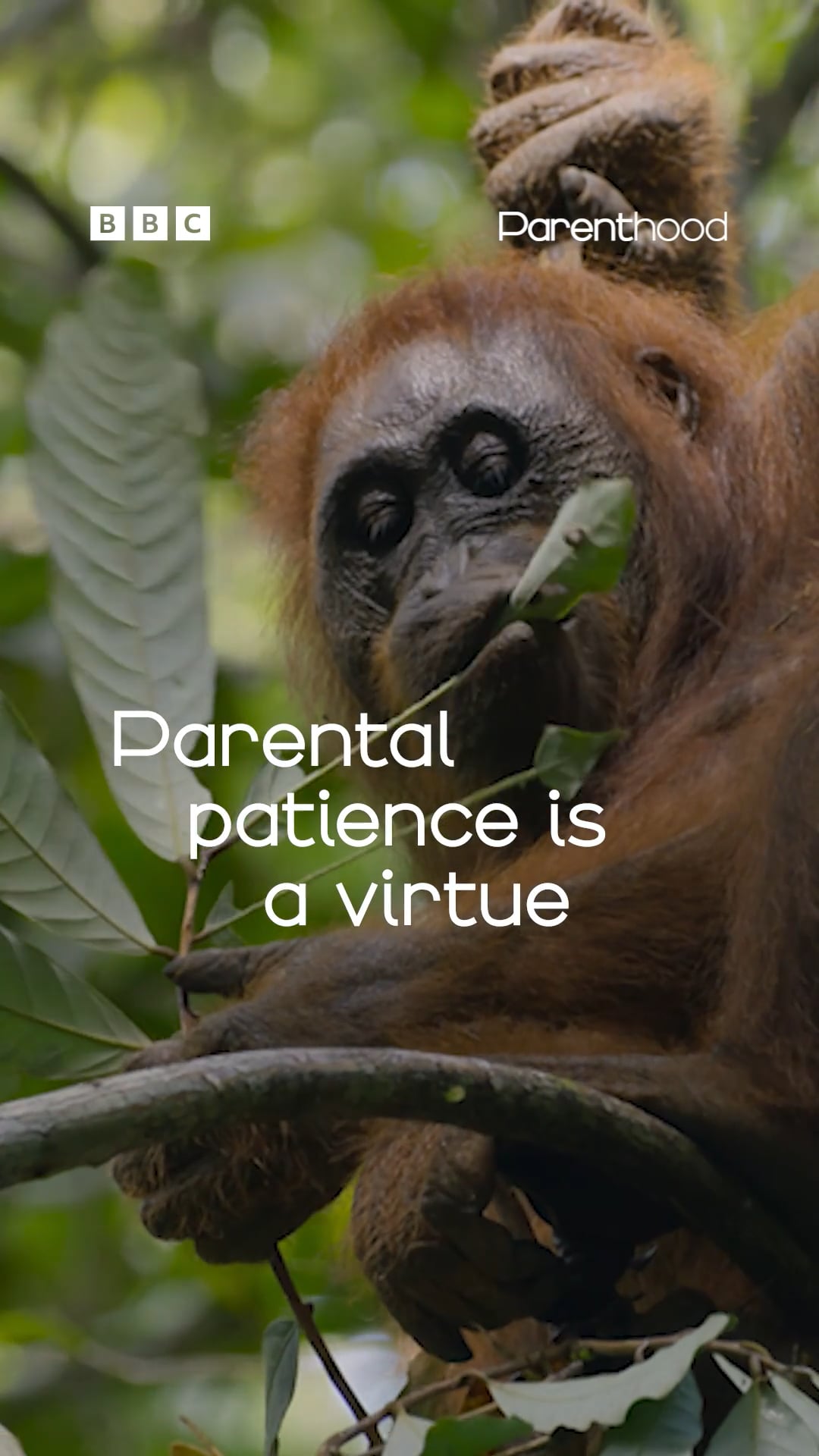 David Attenborough: Parenthood Social 1 + BBC One