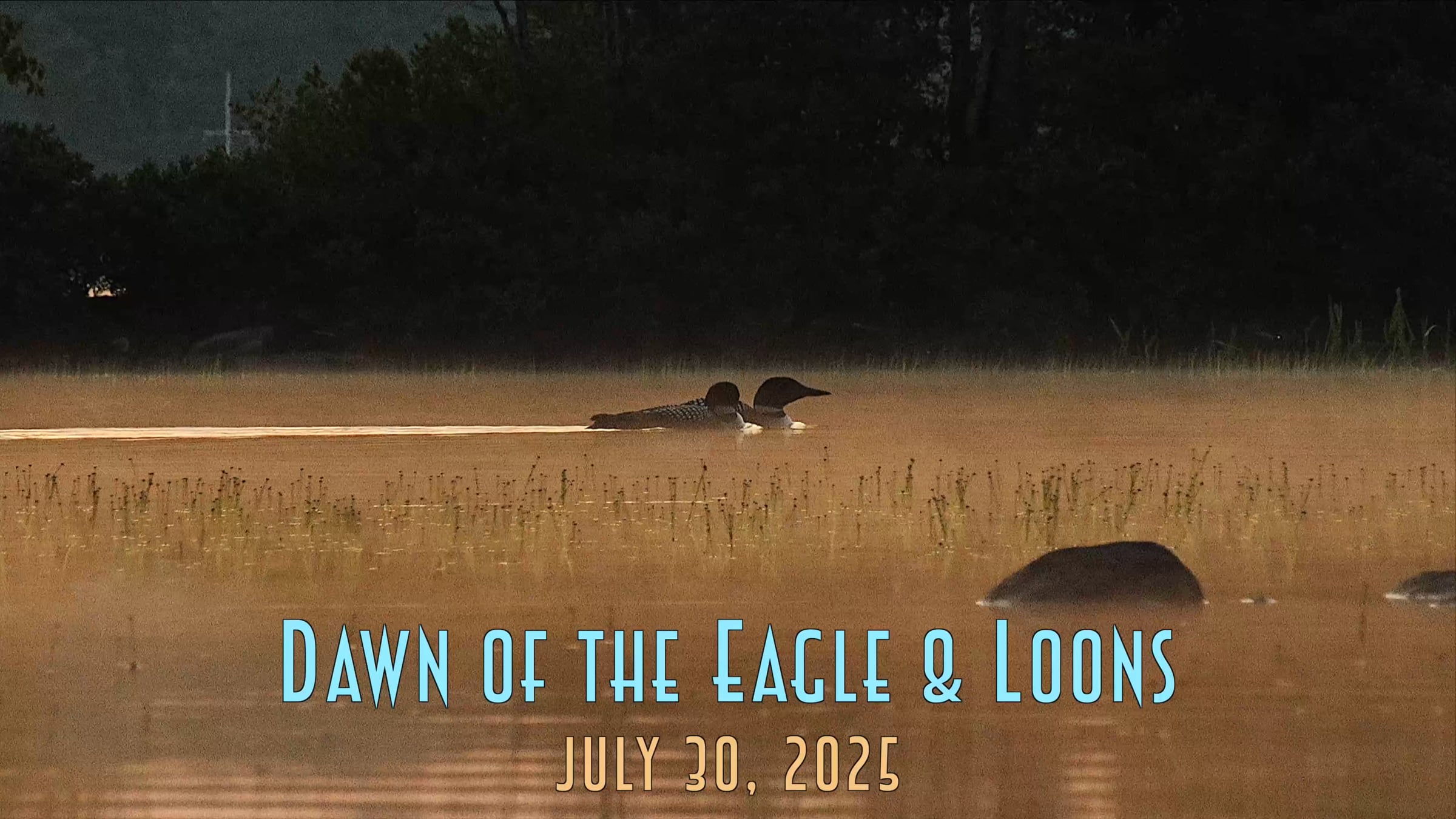 Dawn of the Eagle & Loons