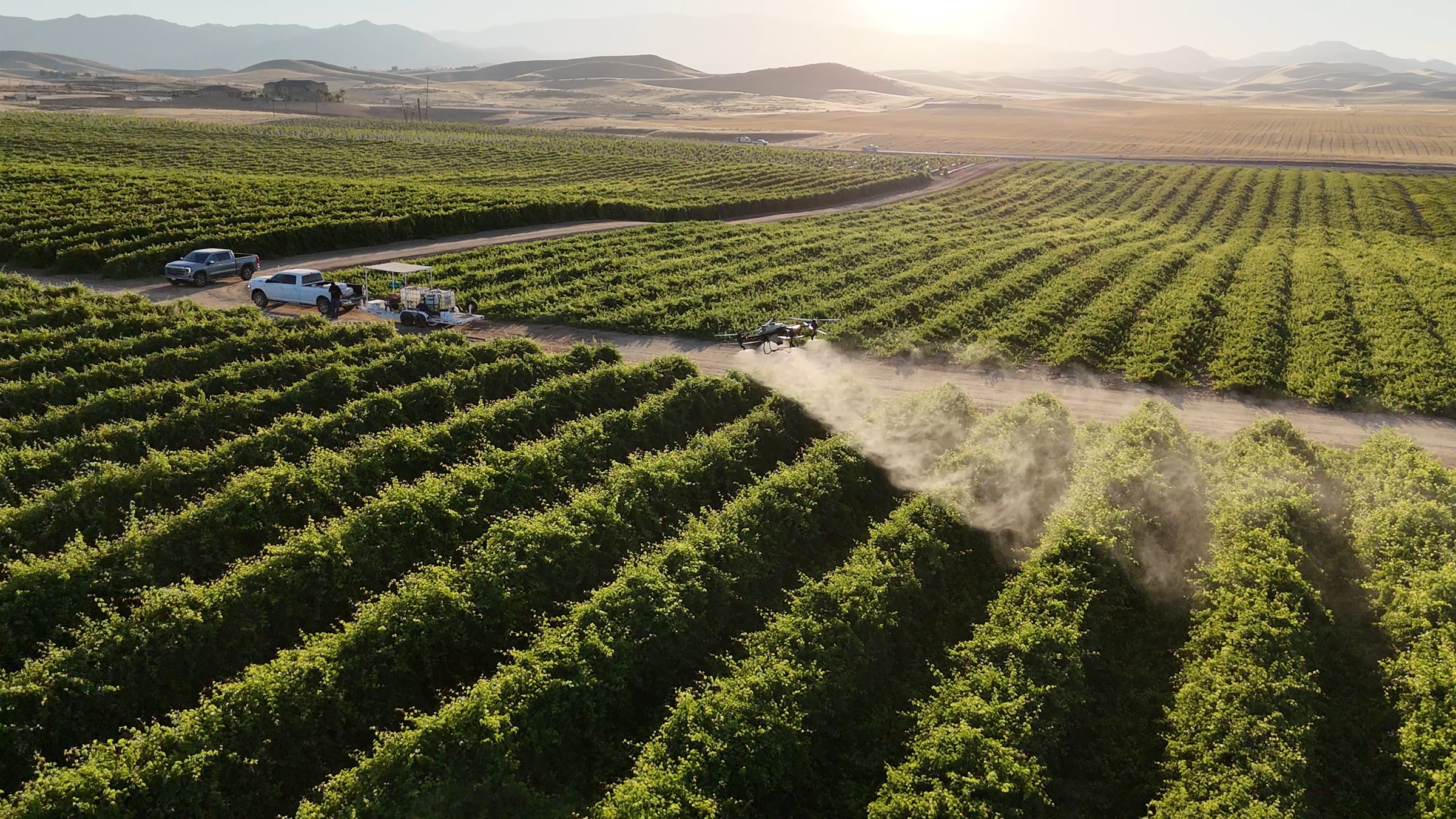 Sunridge Nurseries Drone Spray Application
