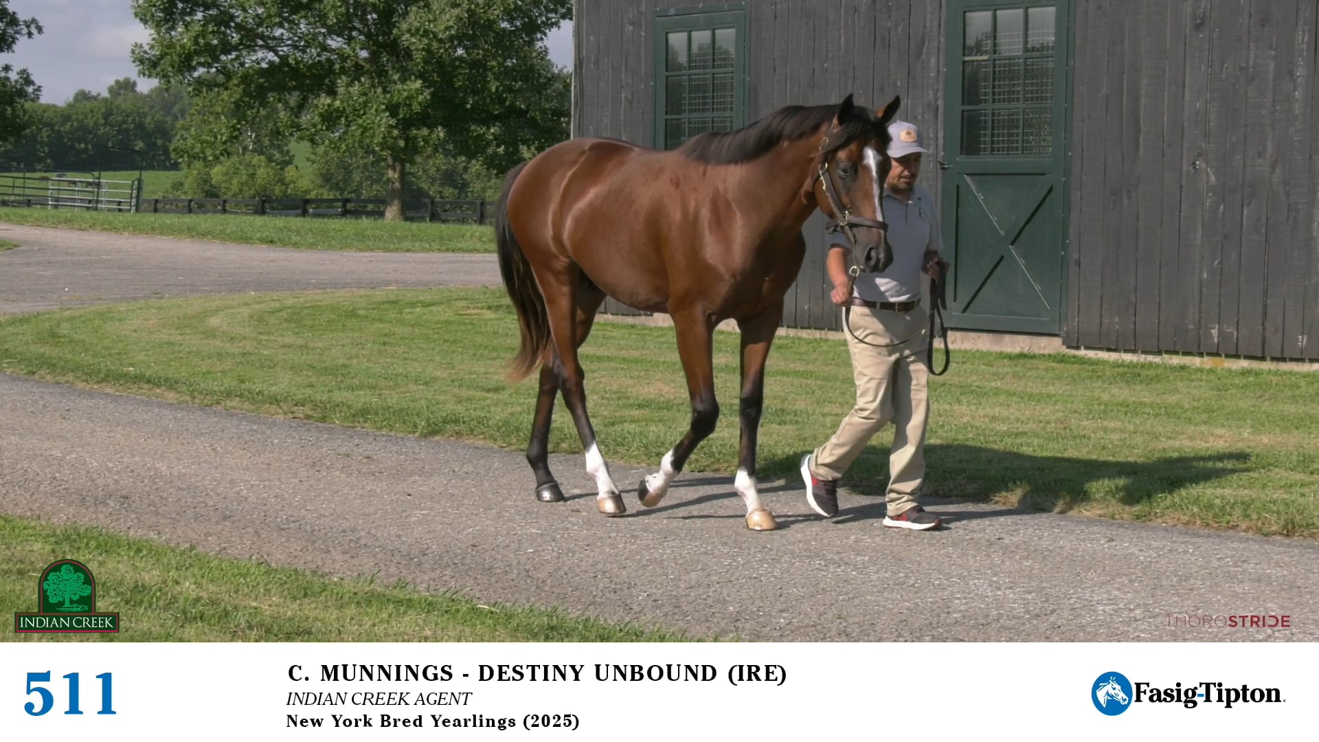 FTNAUG25, Hip 511, c. MUNNINGS - DESTINY UNBOUND (IRE) 24