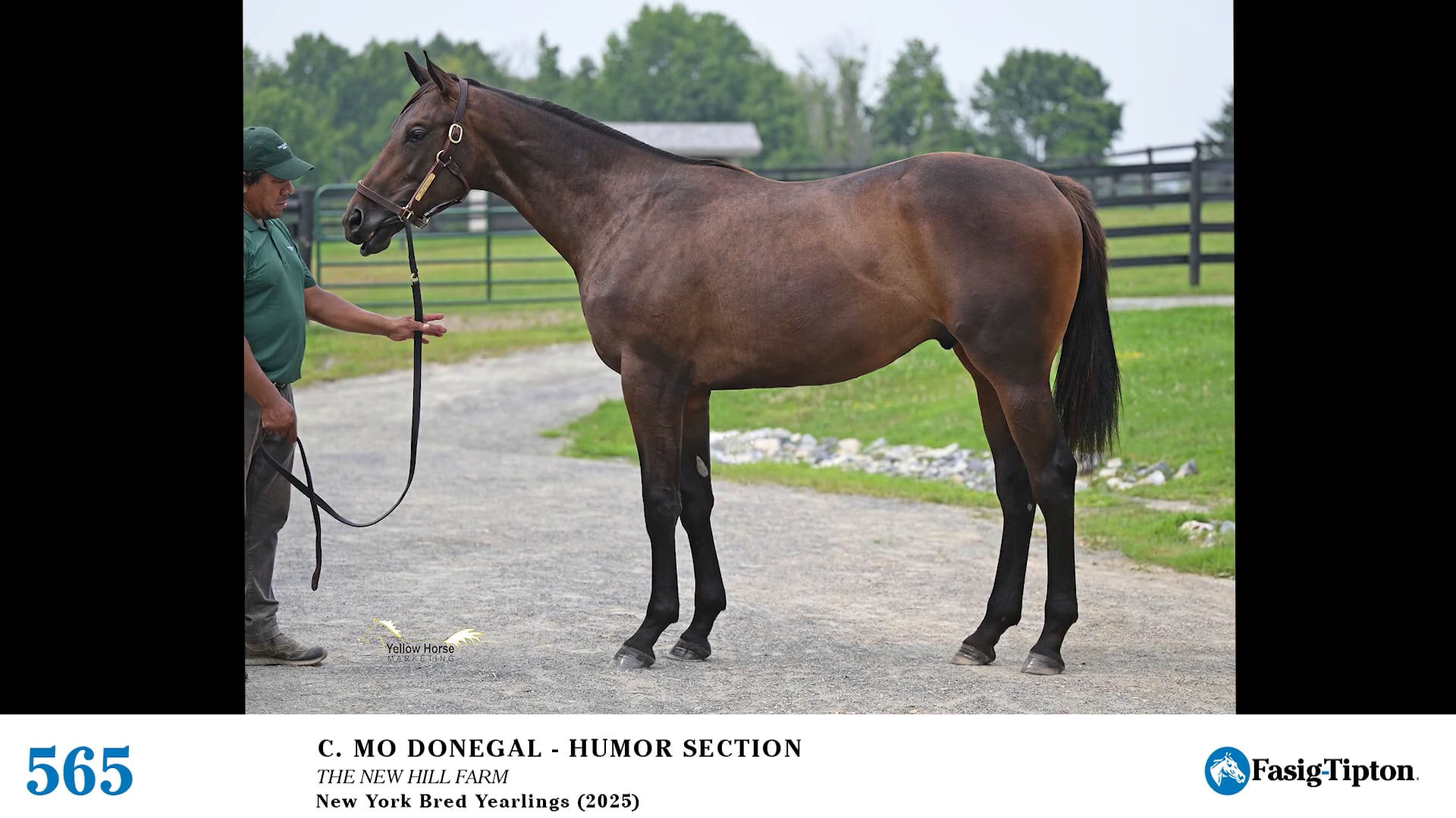2025 Fasig-Tipton New York-Bred Yearling Sale: Hip #565 Mo Donegal x ...