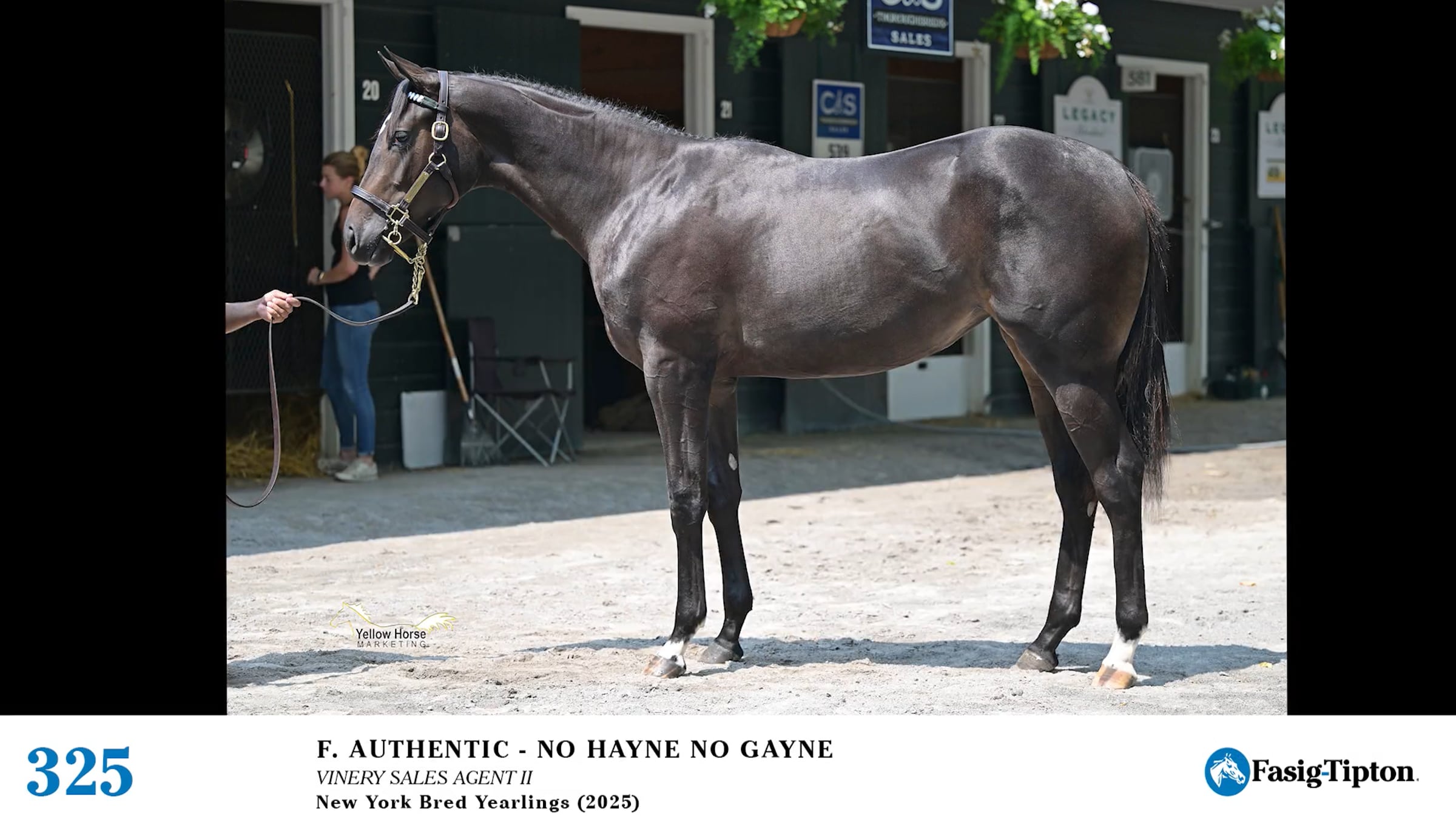 2025 Fasig-Tipton New York-Bred Yearling Sale: Hip #325 Authentic x No ...
