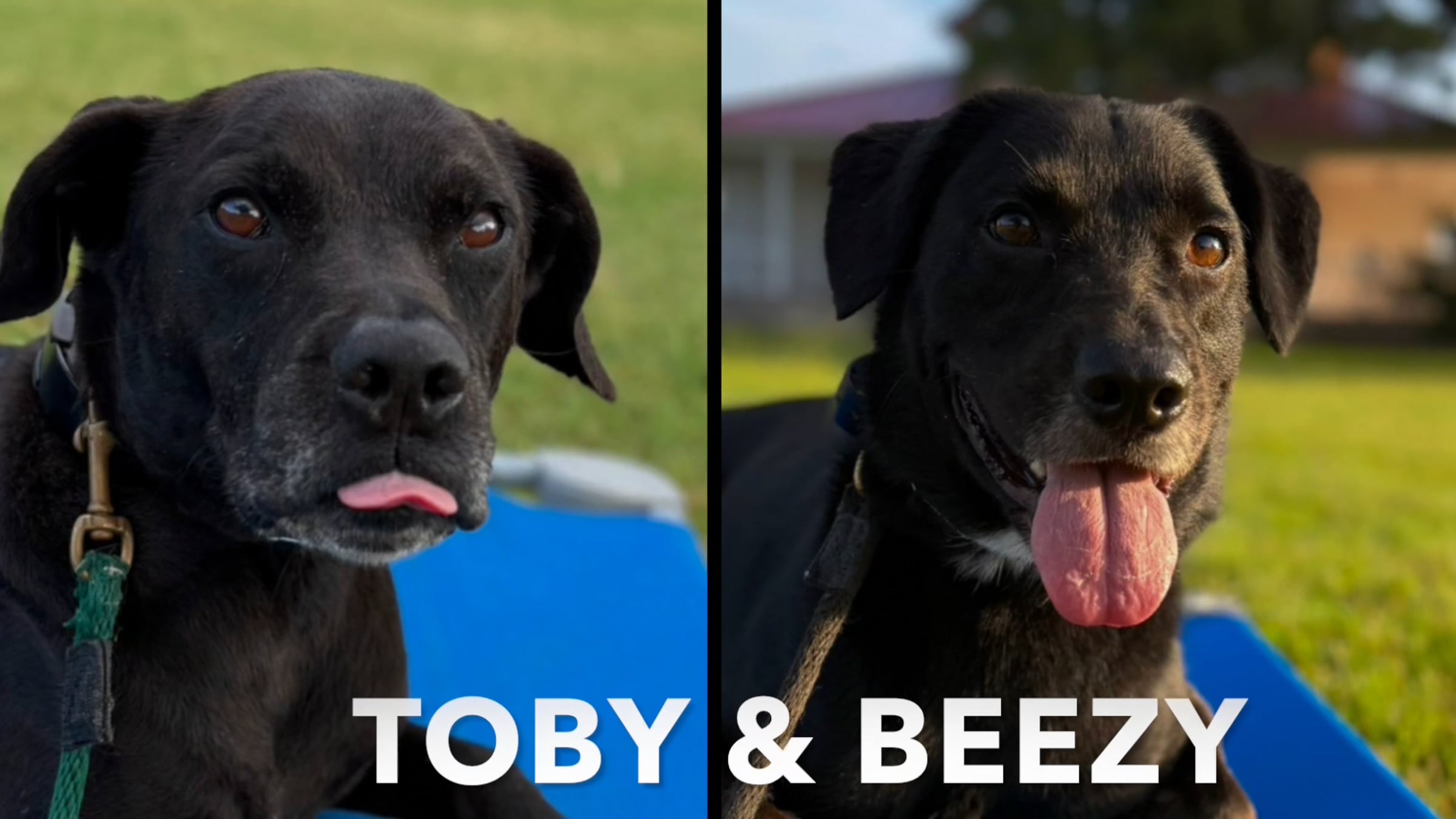 T - Lab Mix - Toby and Beezy - Bmod | Videos & Movies on Vimeo