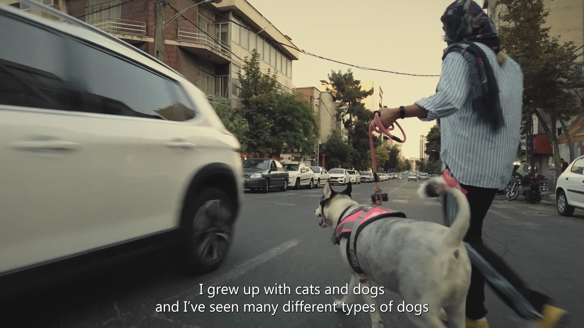 Watch The Forbidden Dogs Online | Vimeo On Demand on Vimeo