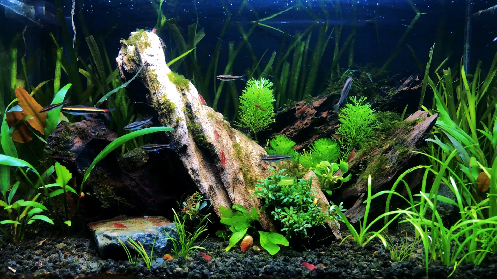 CANISTER INSTALLATION