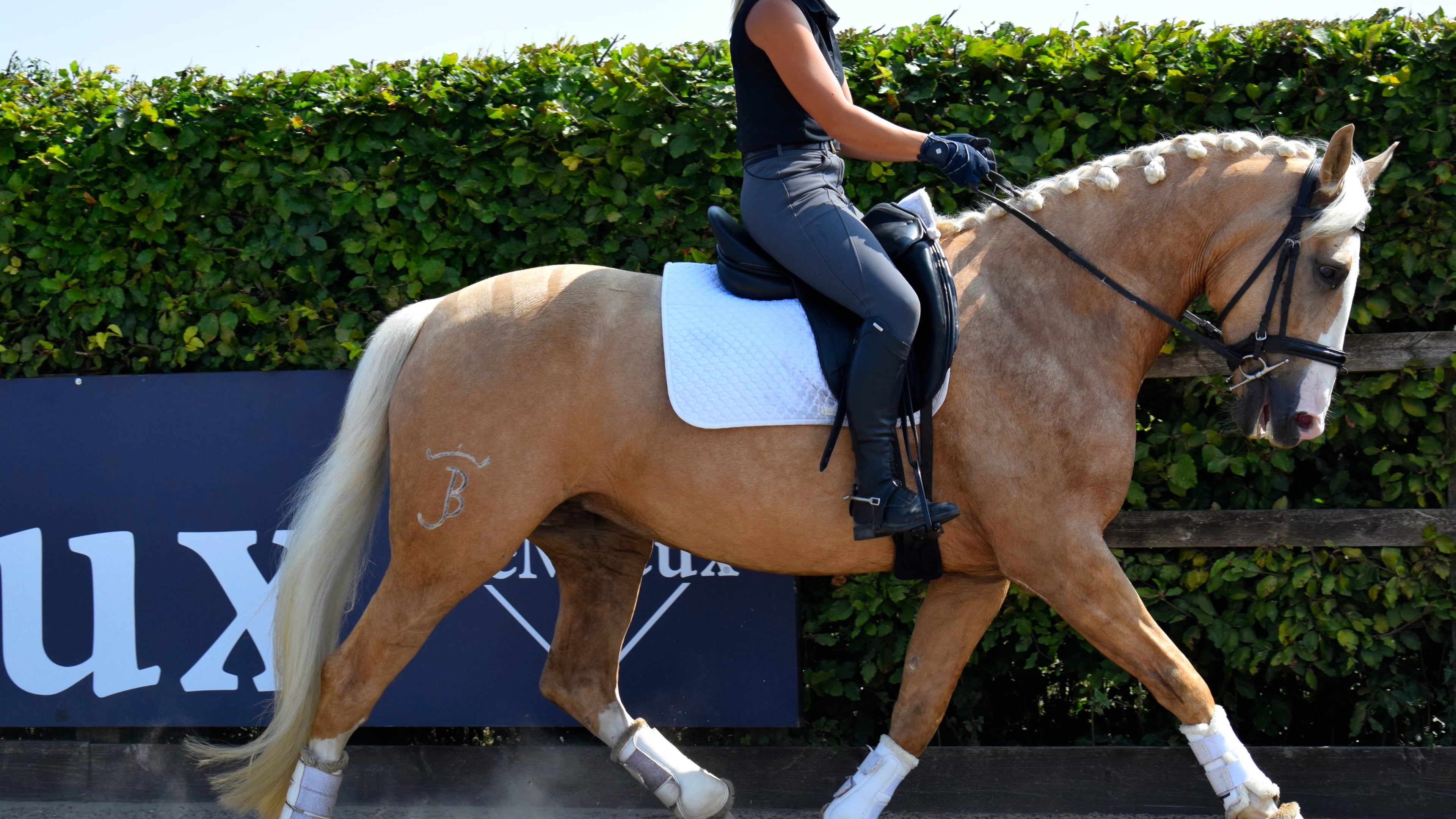 2020 PRE mare