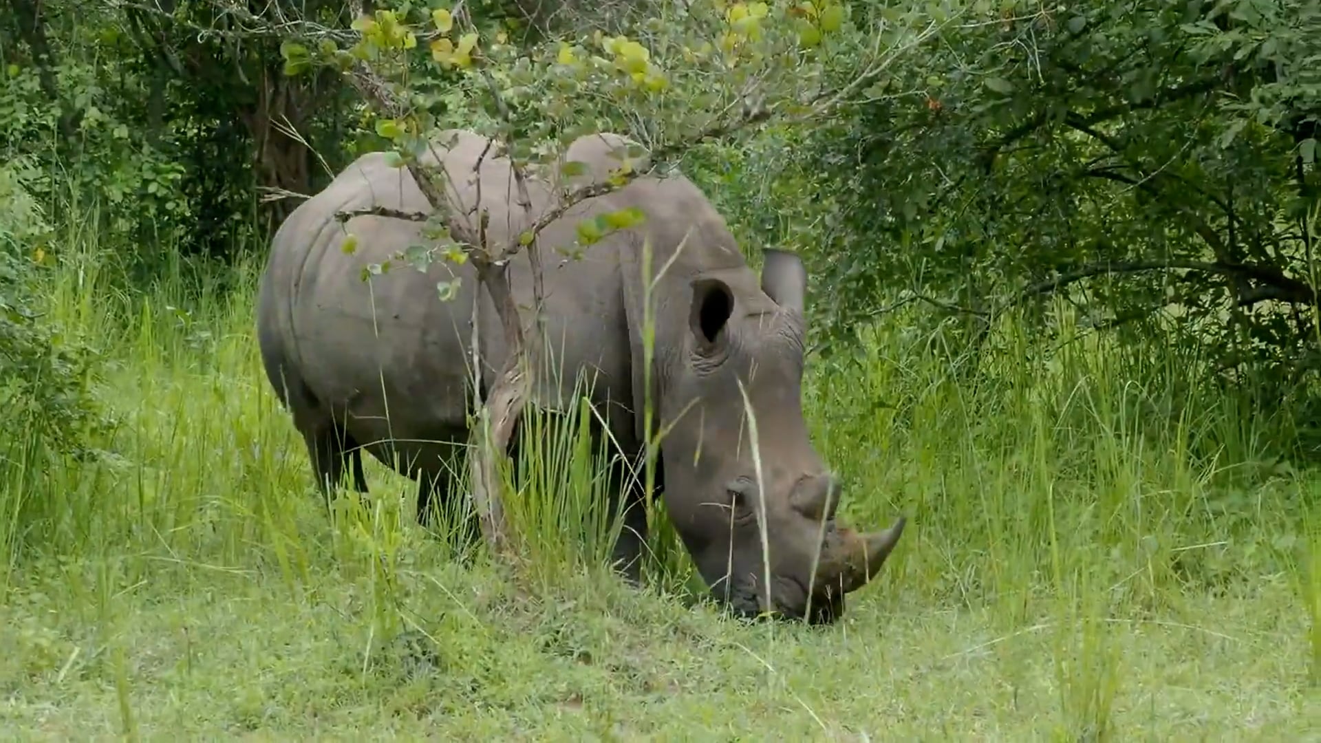 Les Rhinocéros - Ziwa Rhino Sanctuary (Ouganda) | Videos & Movies on Vimeo