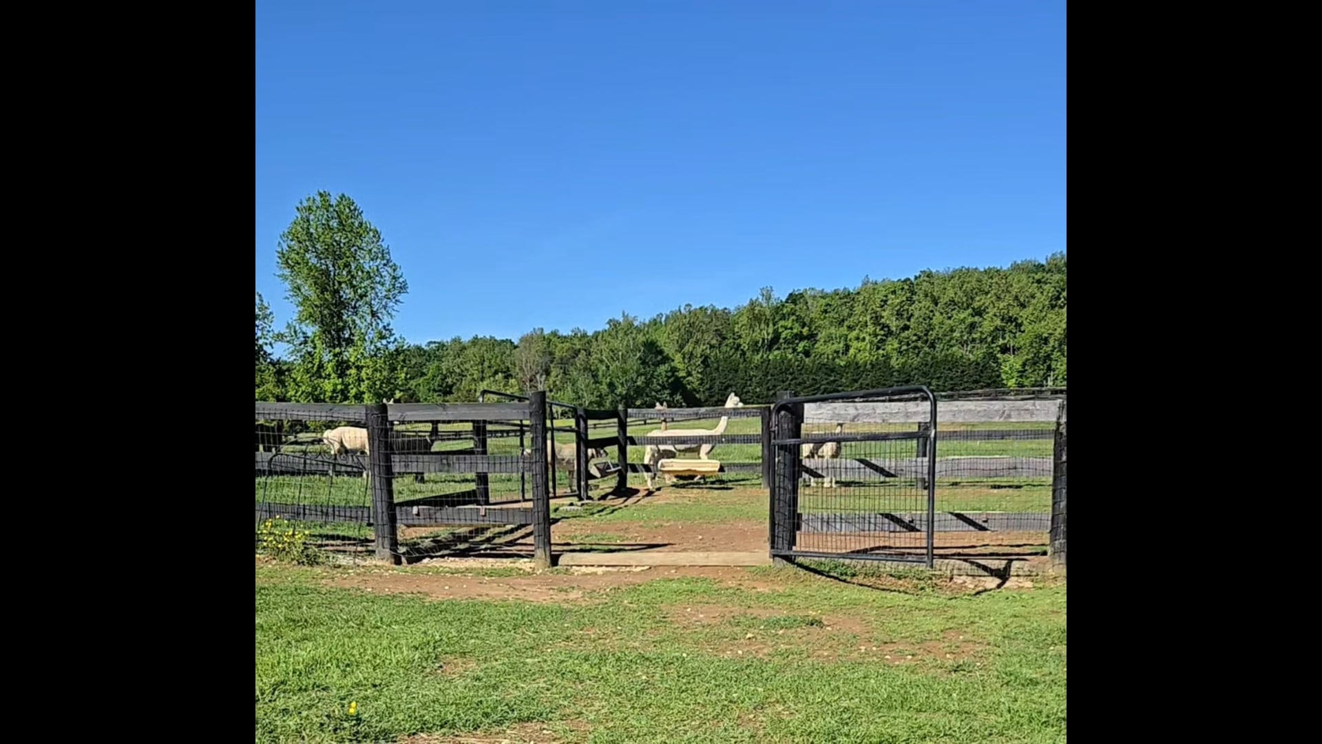 Skyfiber Alpacas - Alpaca Farm Tour in Virginia near Washington DC