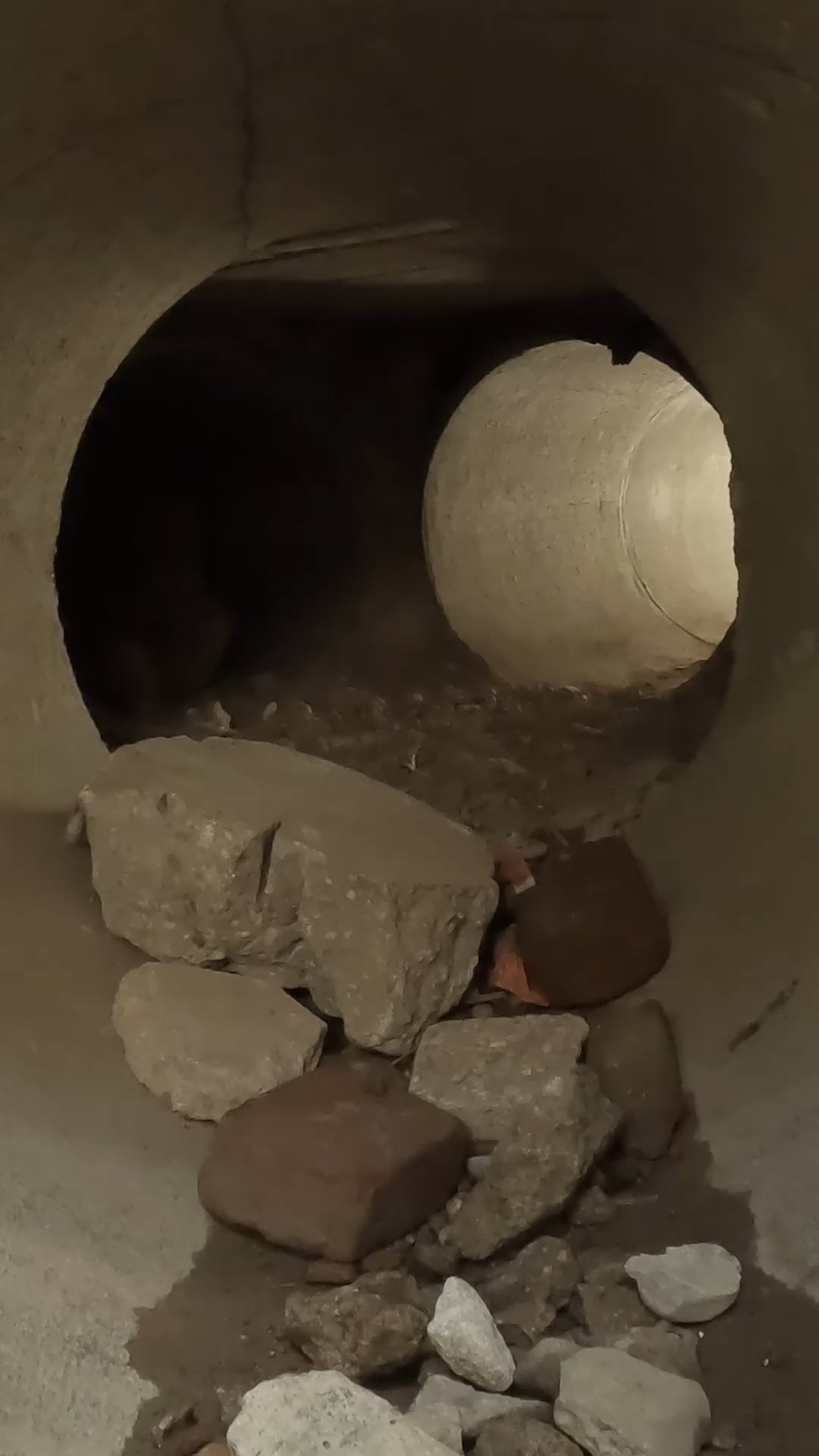 ECHO - VIDEOS - ECHO_A day in the life of a rescue dog_VT_BNNVARA ...