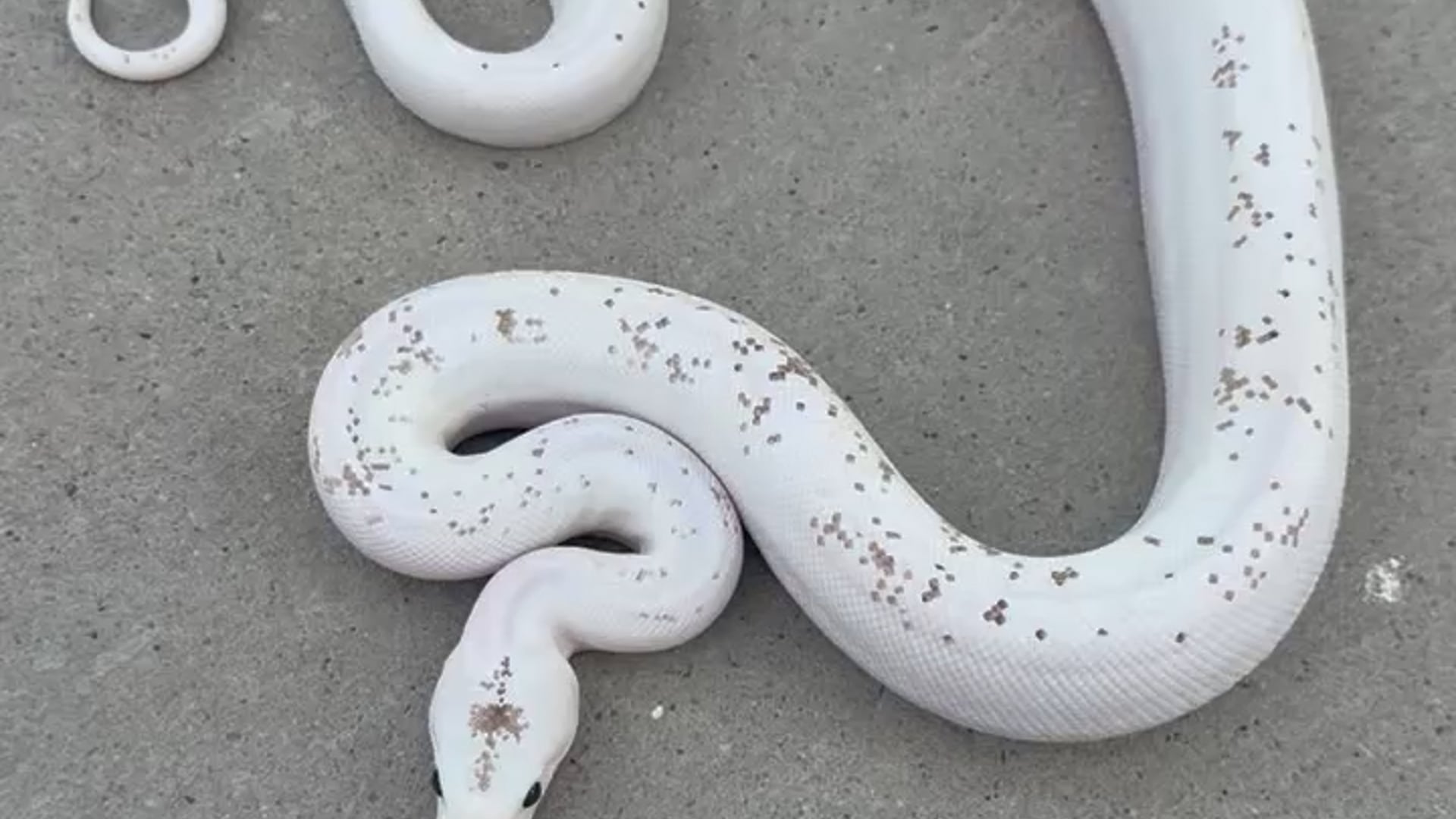 BoaConstrictor.com — Home of the Super Fire Boa