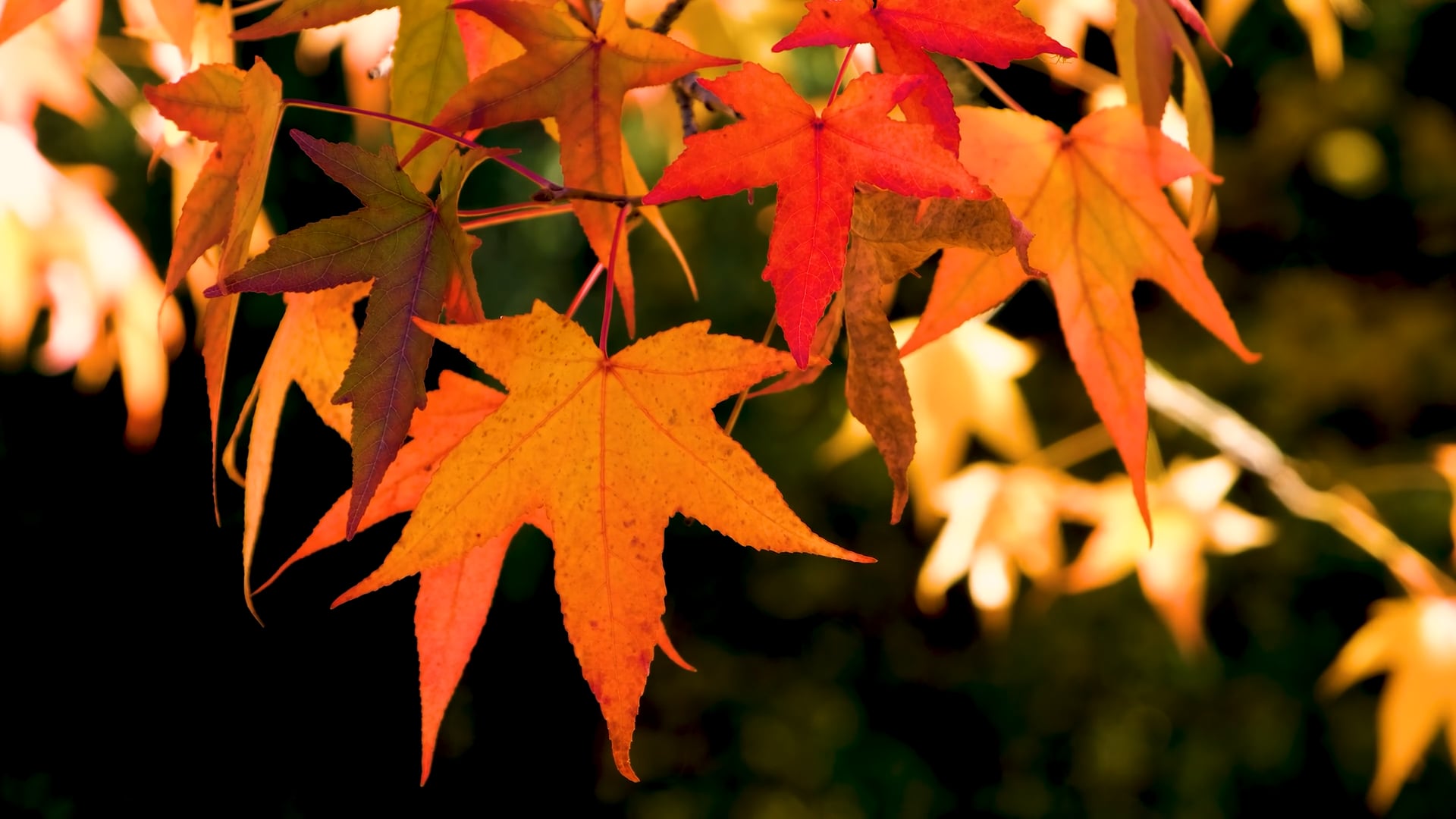 Intentional Health Wellness Center - Our Functional Medicine approach ...