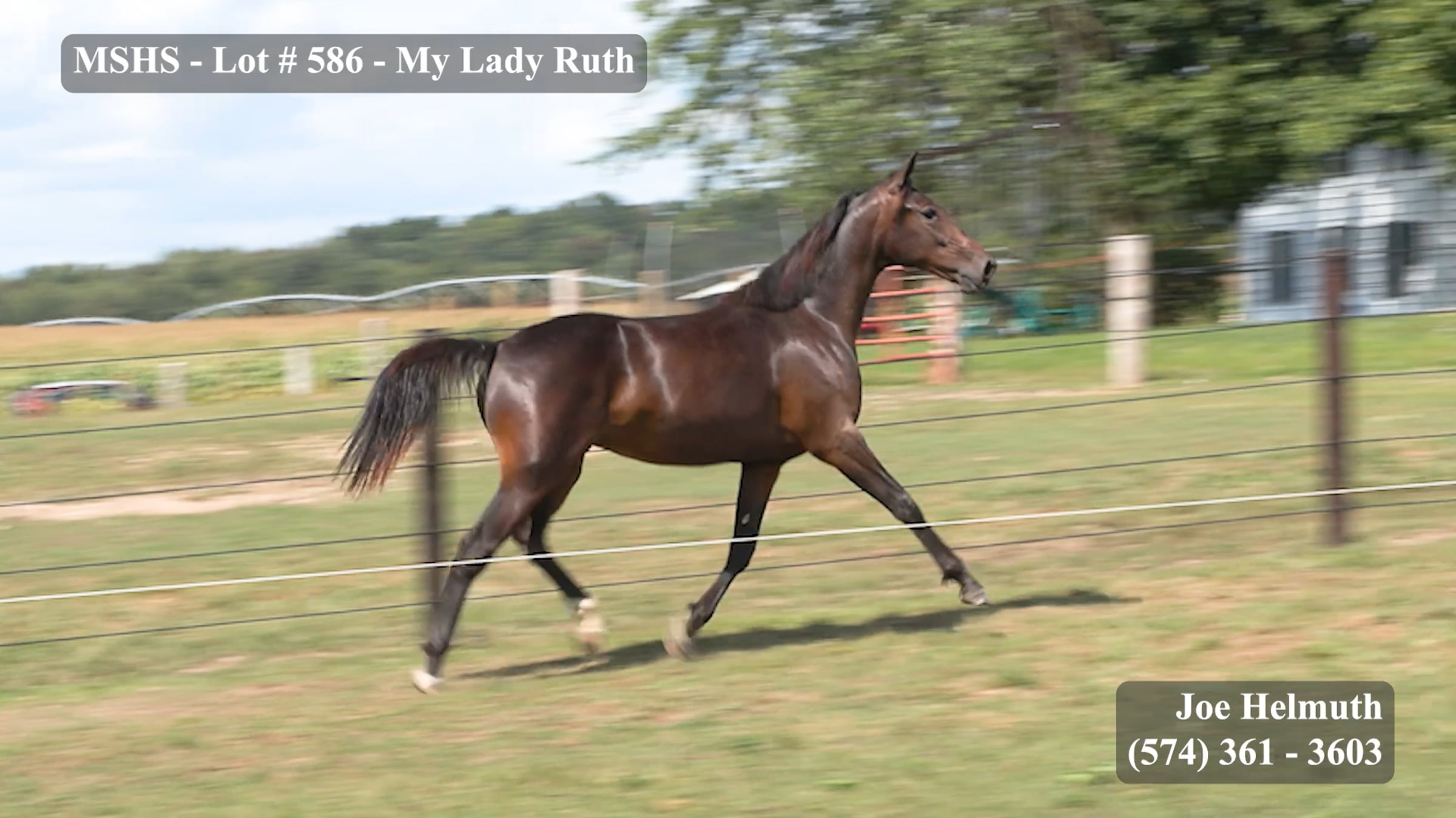 586 - My Lady Ruth | Videos & Movies on Vimeo