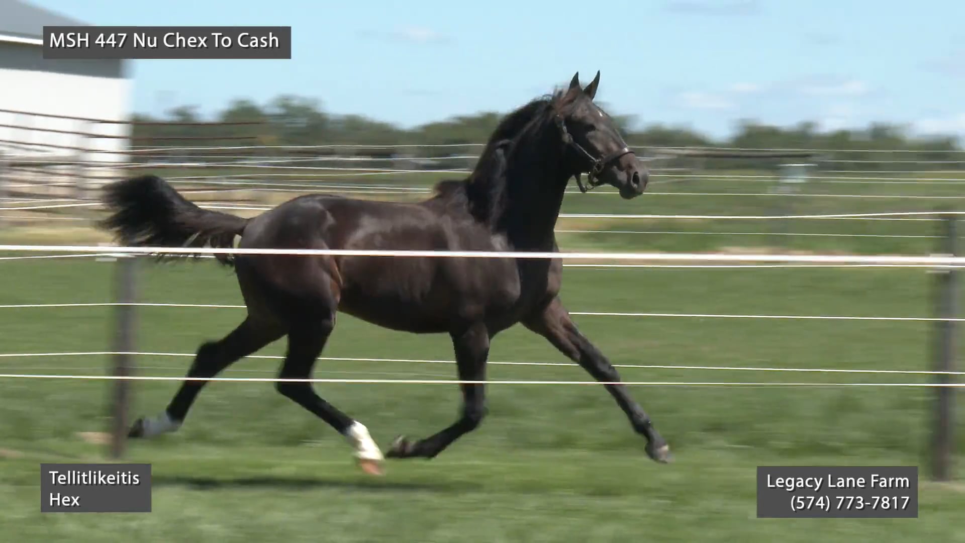 Legacy Lane Farm, Agent - MSH 447 Nu Chex To Cash on Vimeo