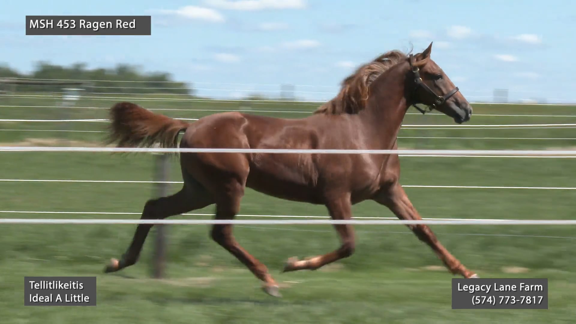 Legacy Lane Farm, Agent - MSH 453 Ragen Red on Vimeo