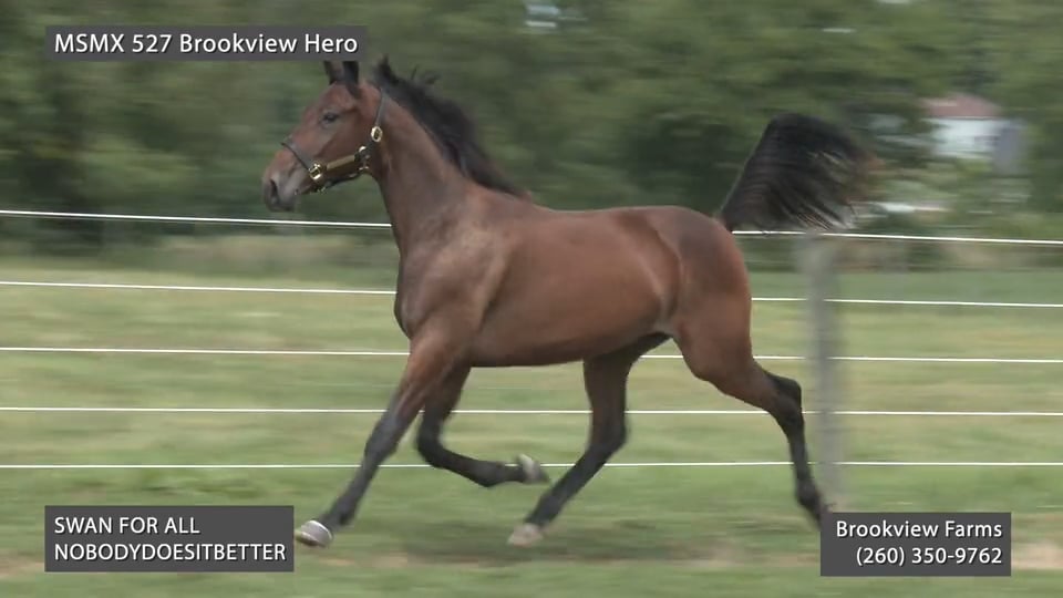 Brookview Farms - MSMX 527 Brookview Hero on Vimeo