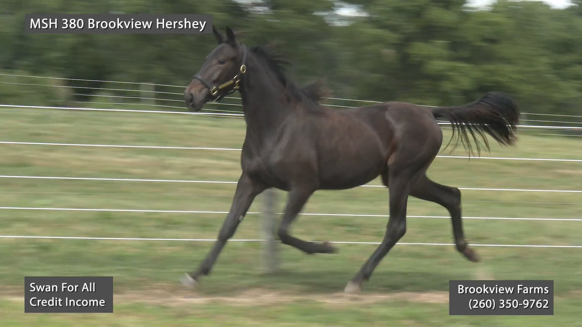 Brookview Farms - MSH 380 Brookview Hershey on Vimeo