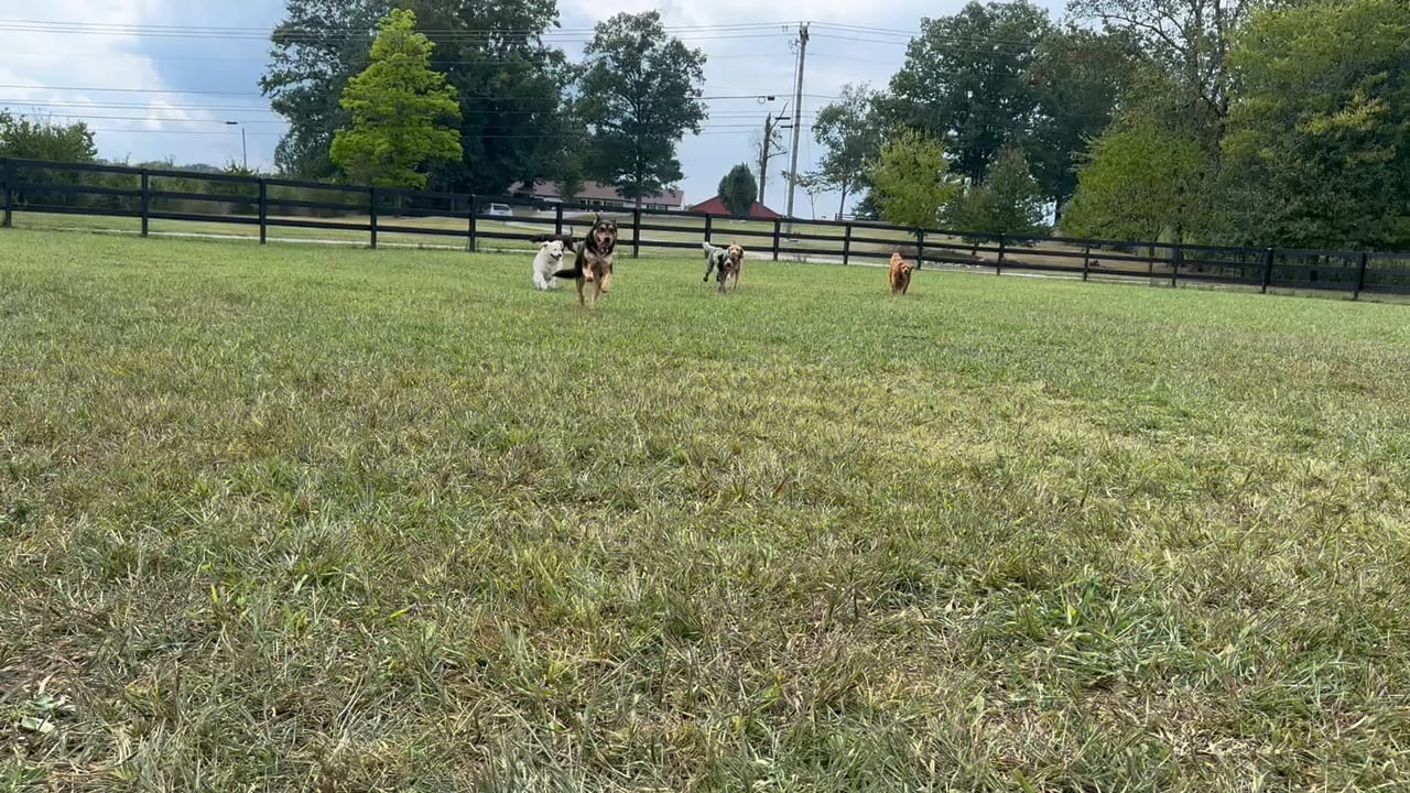 Lookingglass Farms Dog Boarding
