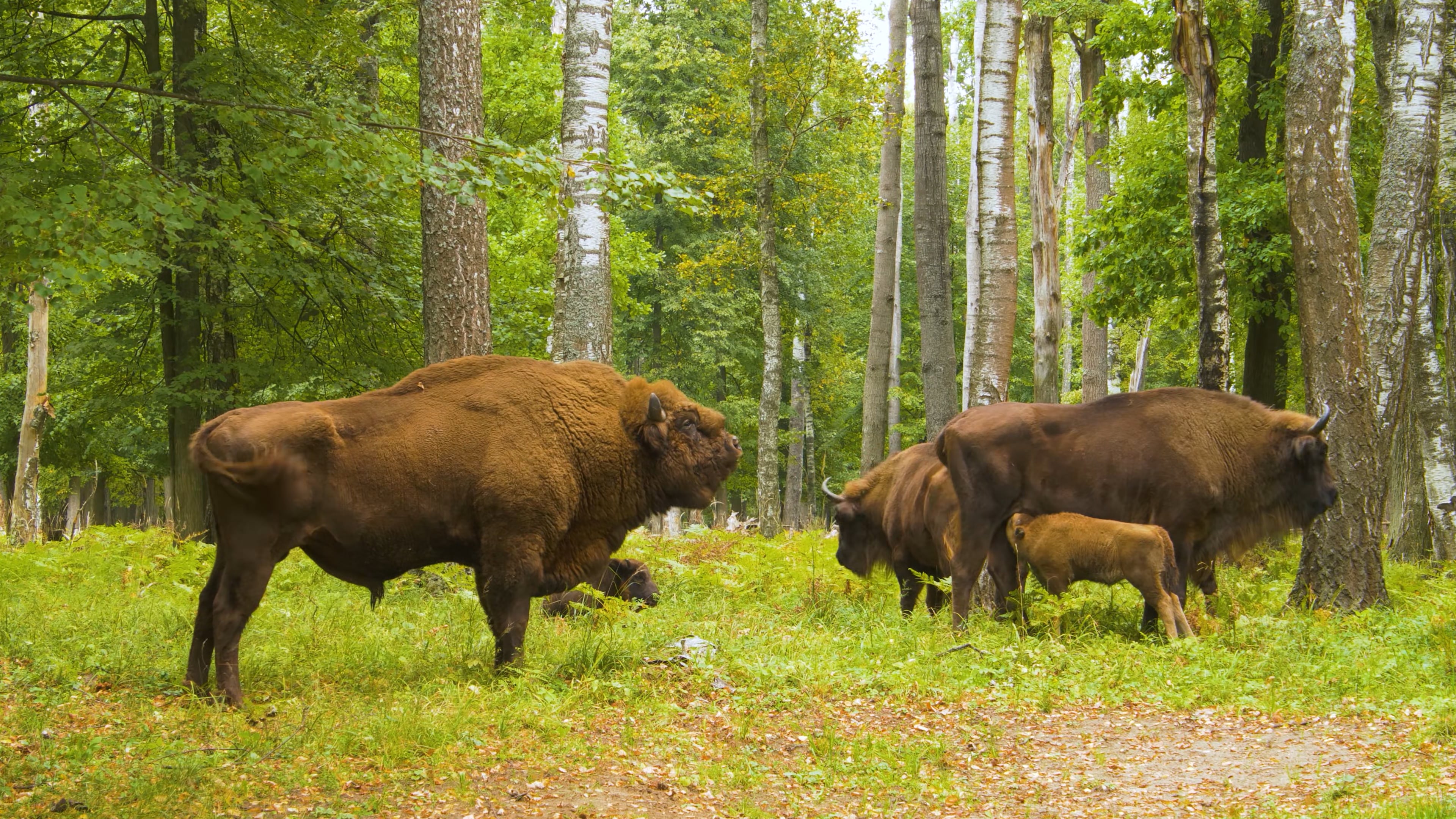 Watch Wild Nature Online | Vimeo On Demand on Vimeo