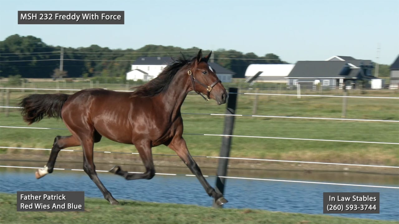 In-Law Stables - MSH 232 Freddy With Force on Vimeo