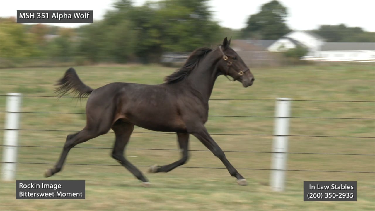 In-Law Stables - MSH 351 Alpha Wolf on Vimeo