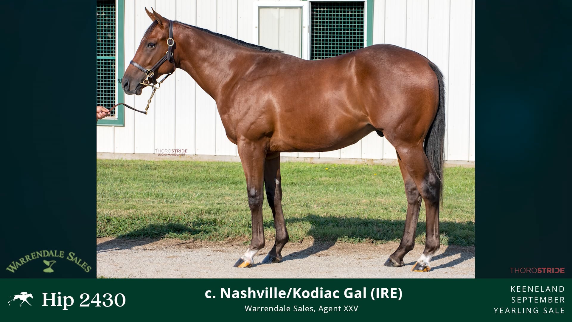 KEESEP25, Hip 2430, c. NASHVILLE - KODIAC GAL (IRE) 24