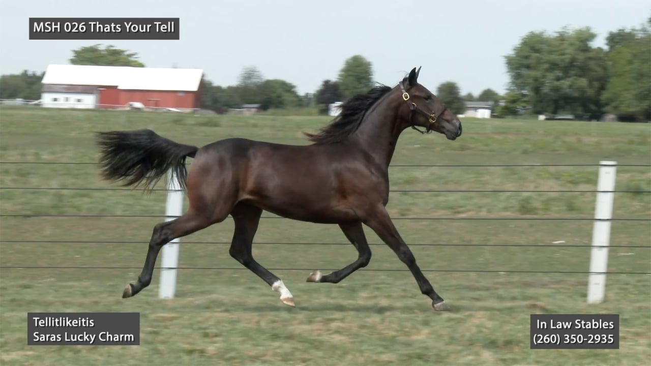 In-Law Stables - MSH 026 Thats Your Tell on Vimeo