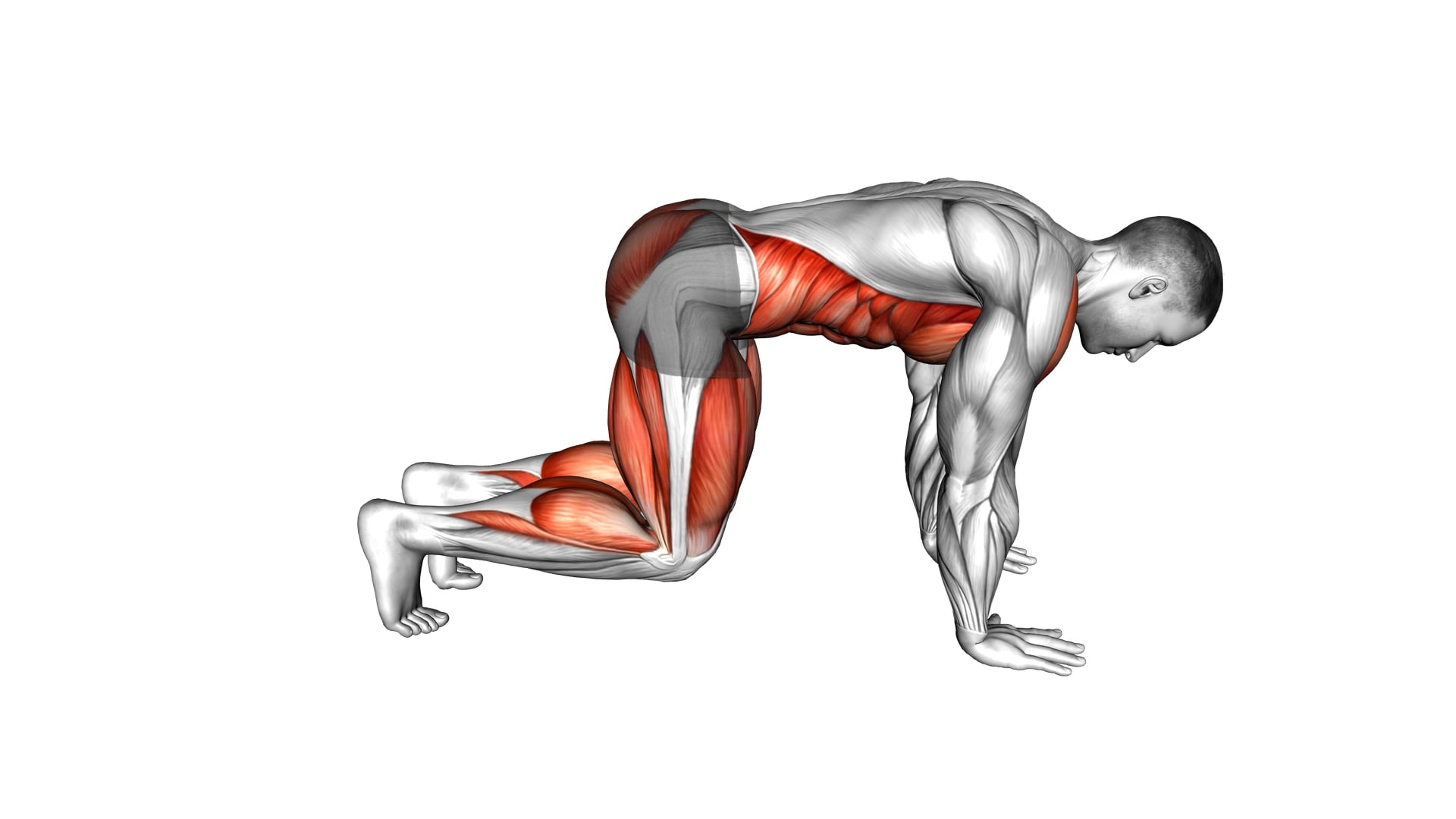 6. Bear-Plank-with-Kickbacks