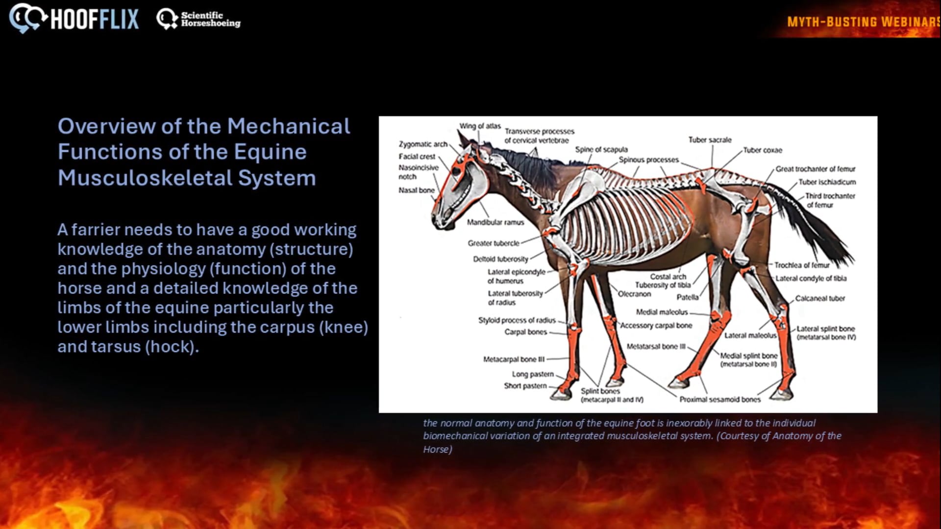 introduction to equine anatomy (an overview) - HoofFlix TV