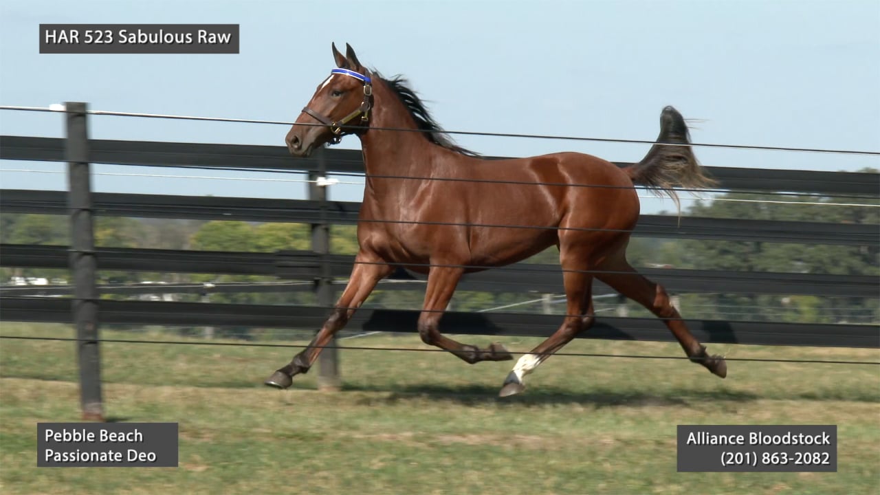 Alliance Bloodstock - HAR 523 Sabulous on Vimeo