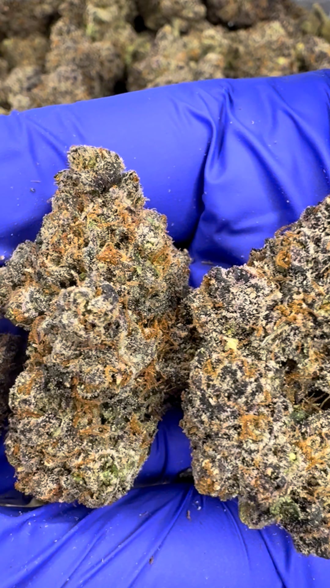 #5 Candy Gelato