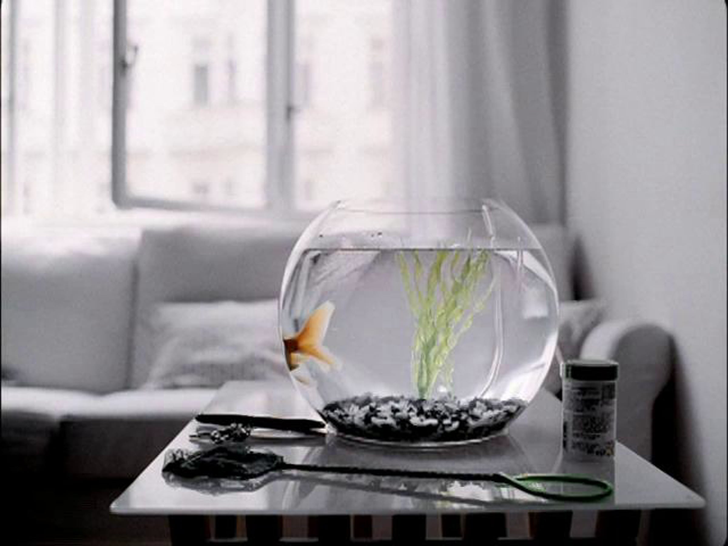 PBS "FISH" | Videos & Movies on Vimeo