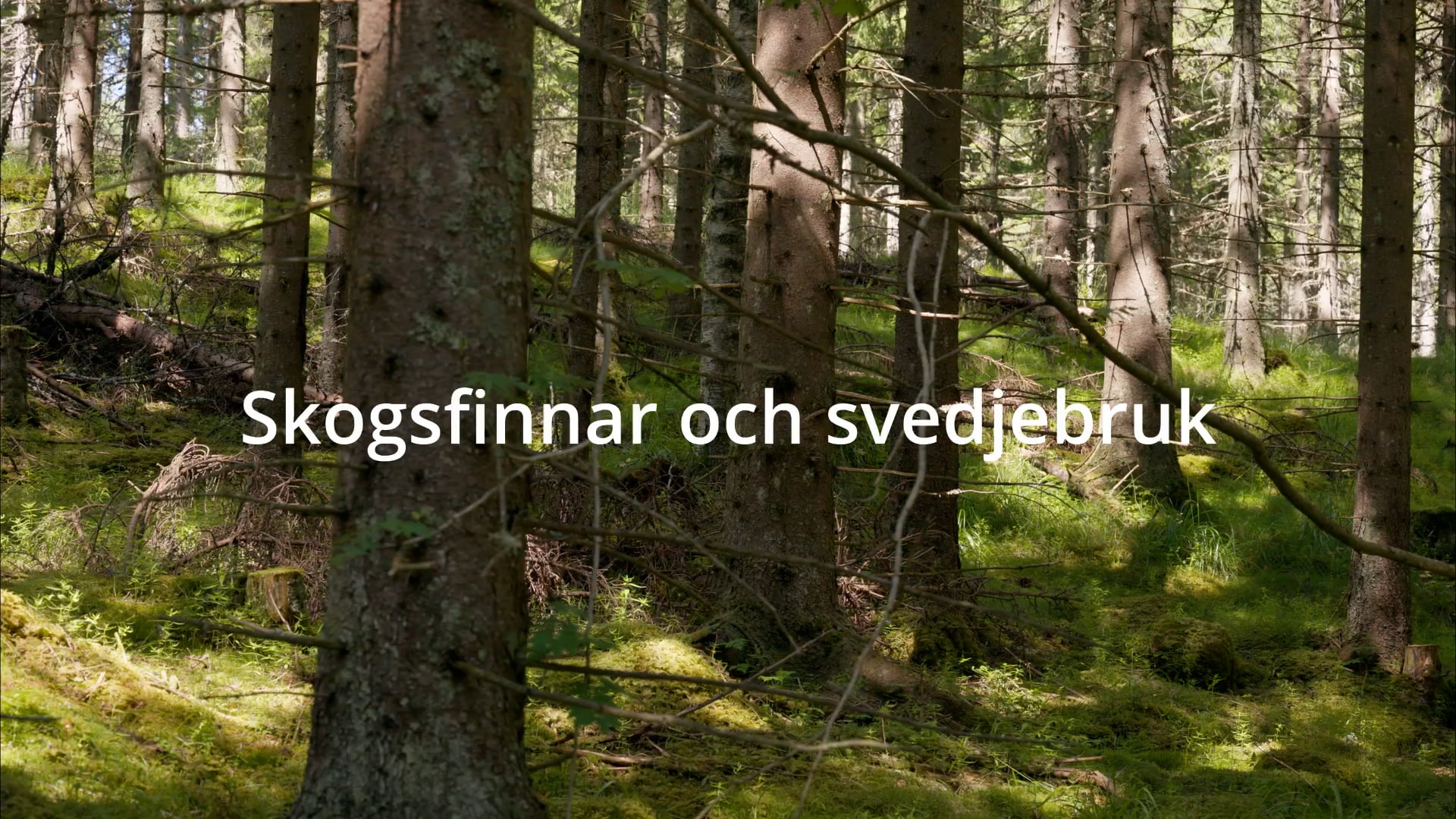 Skogsfinnar & Svedjebruk