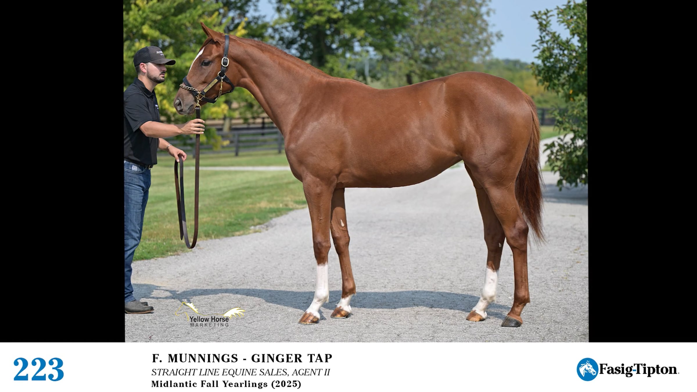 2025 Fasig-Tipton Midlantic Fall Yearling Sale: Hip #223 Munnings x ...