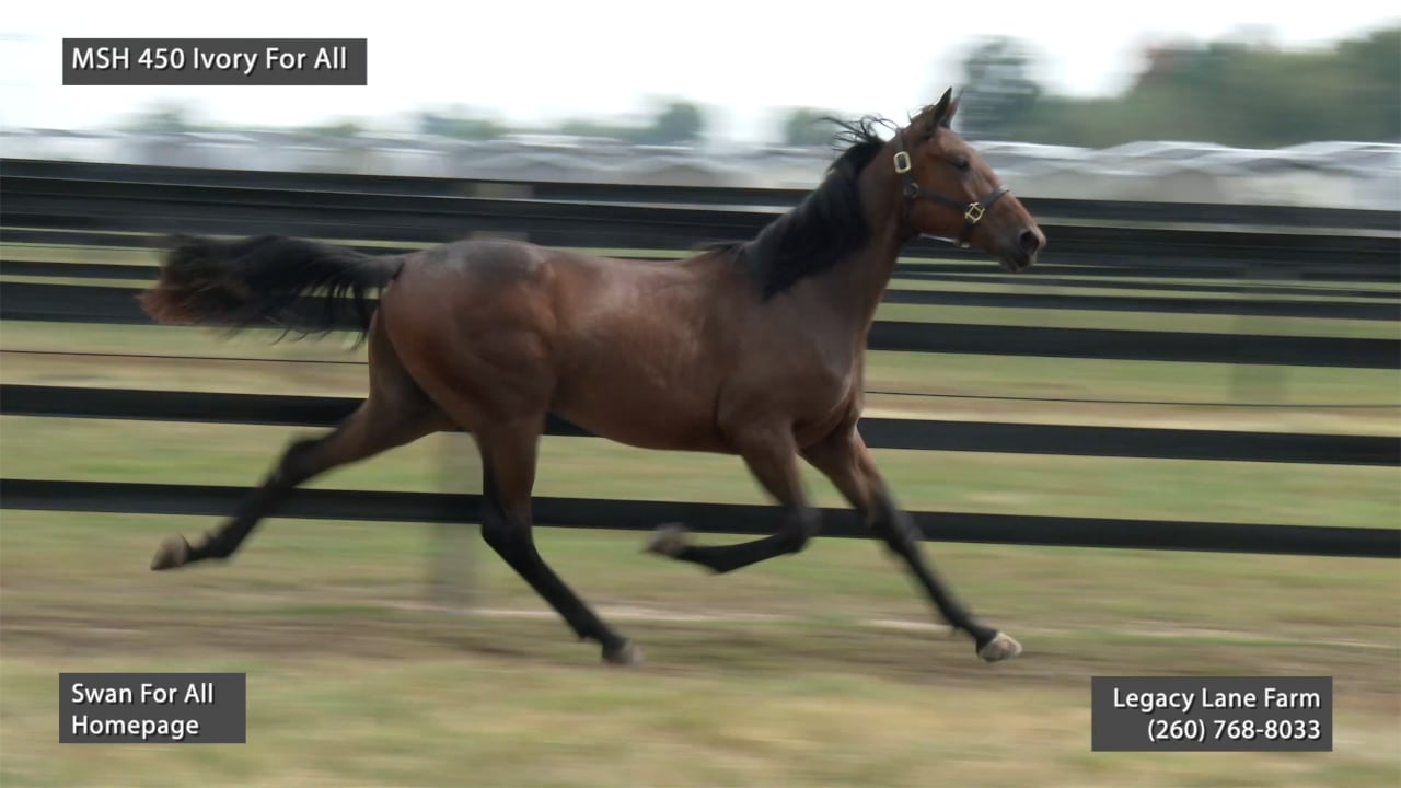 Legacy Lane Farm, Agent - MSH 450 Ivory For All on Vimeo