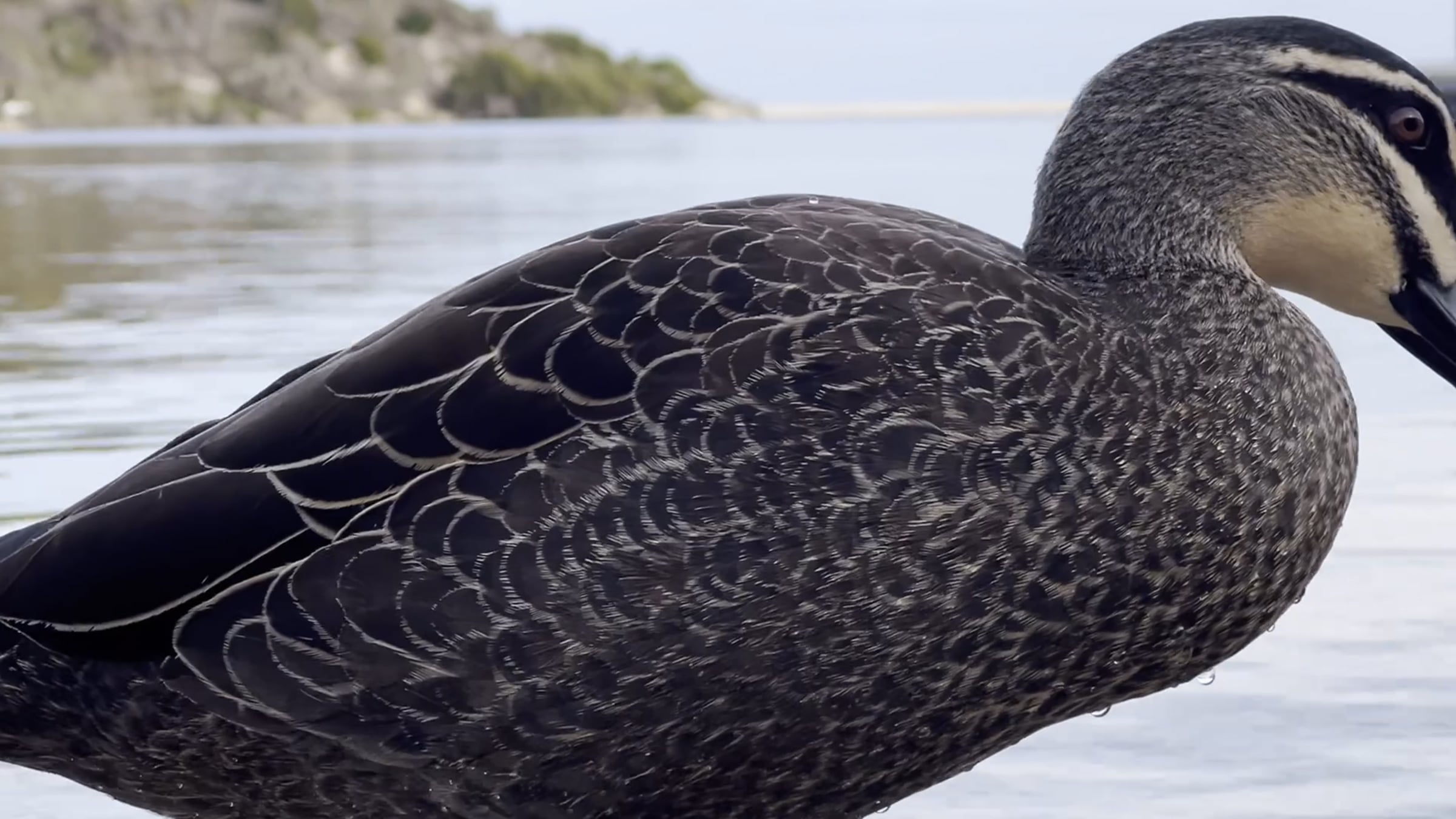 Wilbinga NP Short | Videos & Movies on Vimeo
