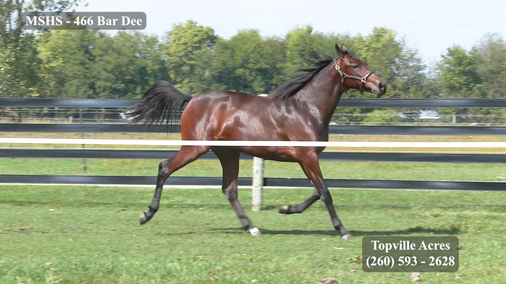 466 - Bar Dee | Videos & Movies on Vimeo