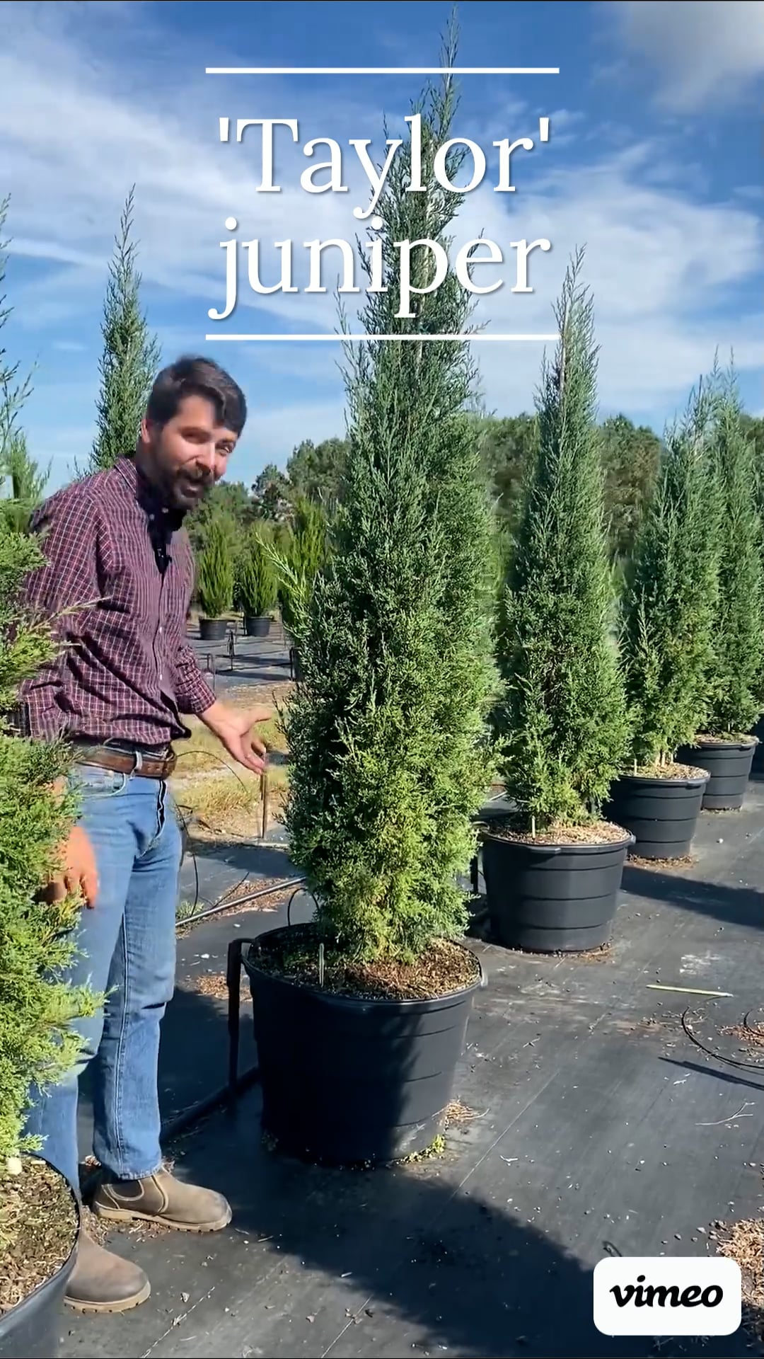 ‘Taylor’ junipers 25g