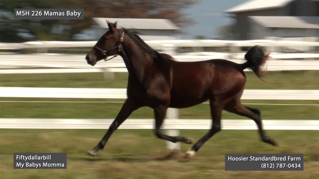 Hoosier Standardbred Farm - MSH 226 Mamas Baby on Vimeo