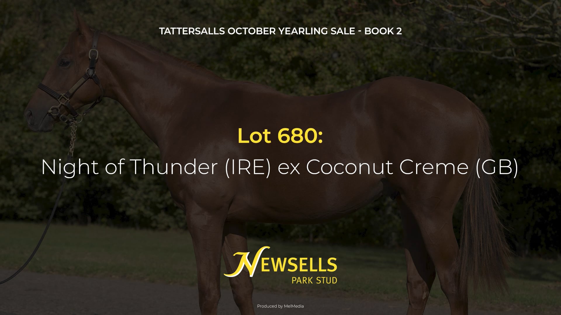 Lot 680 Night of Thunder x Coconut Creme
