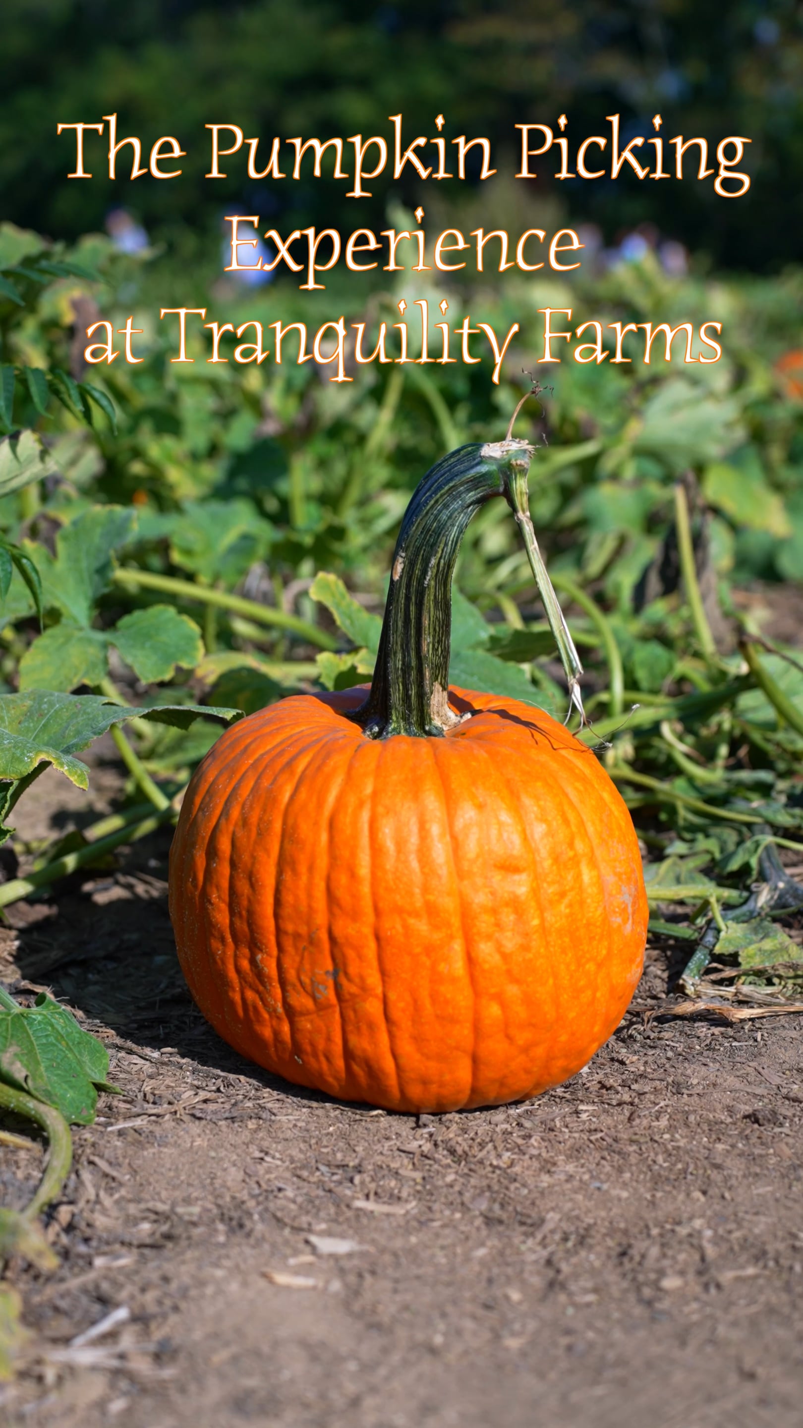Pumpkin Picking Short