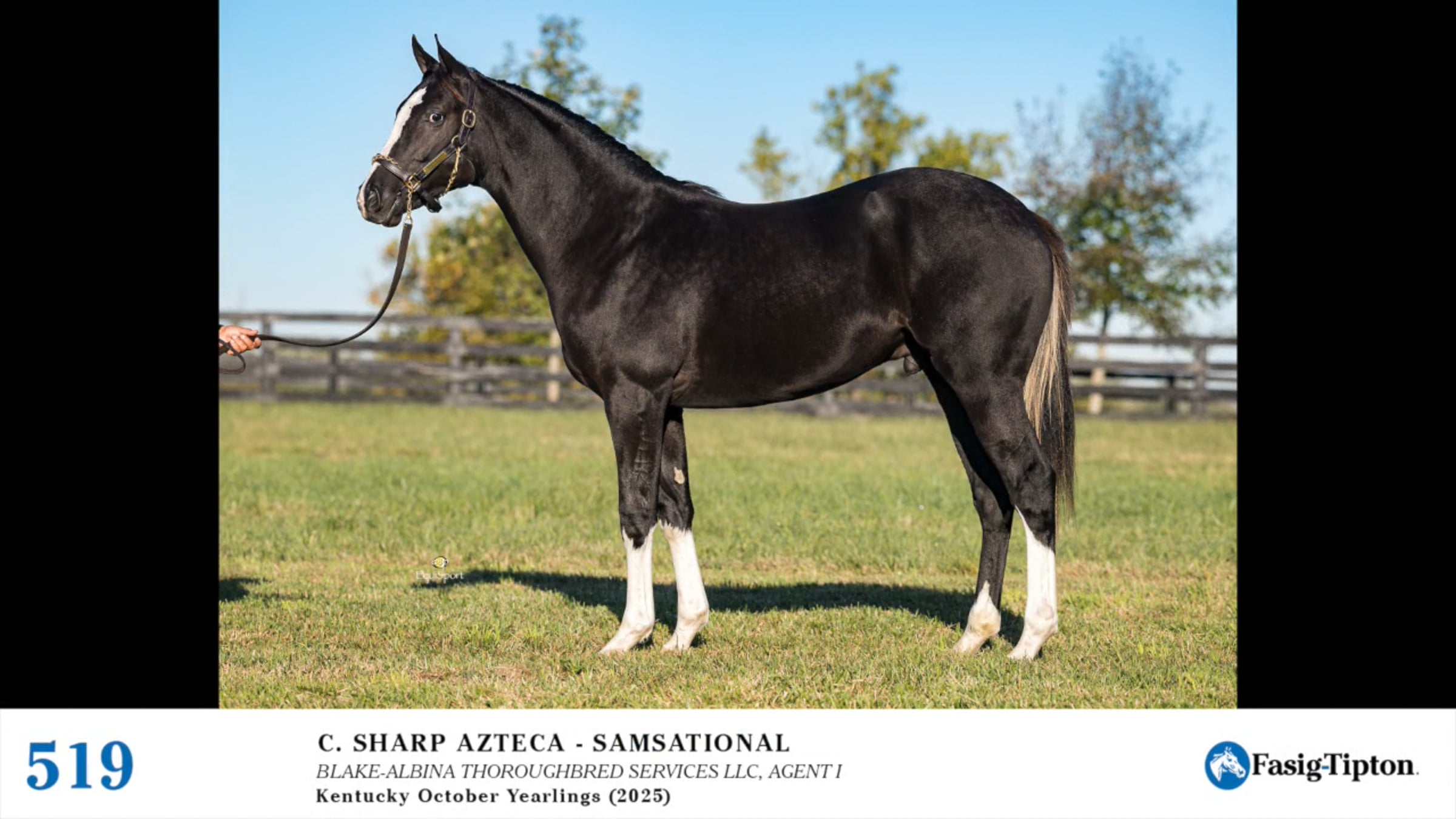 Hip 519 FT Oct Sharp Azteca - Samsational '24