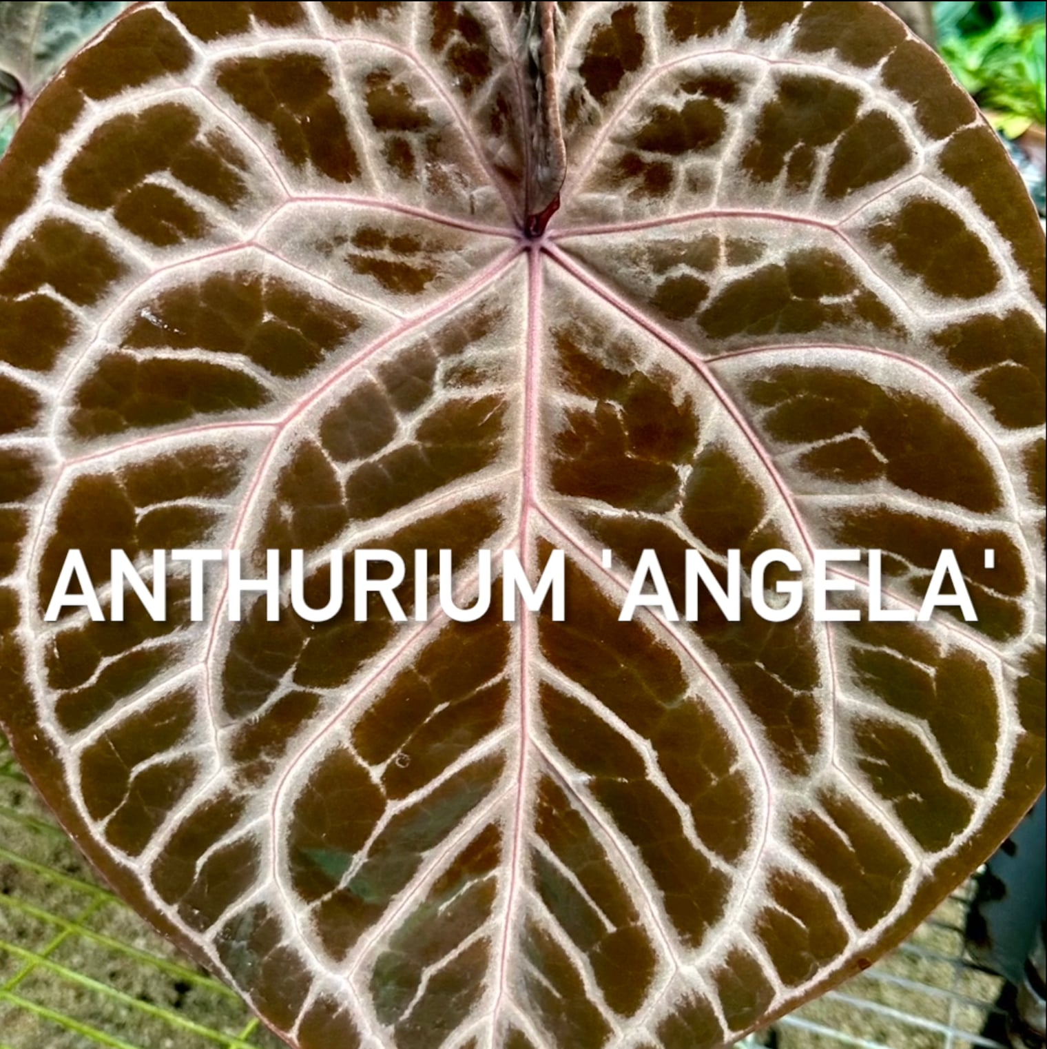 Anthurium 'Angela'